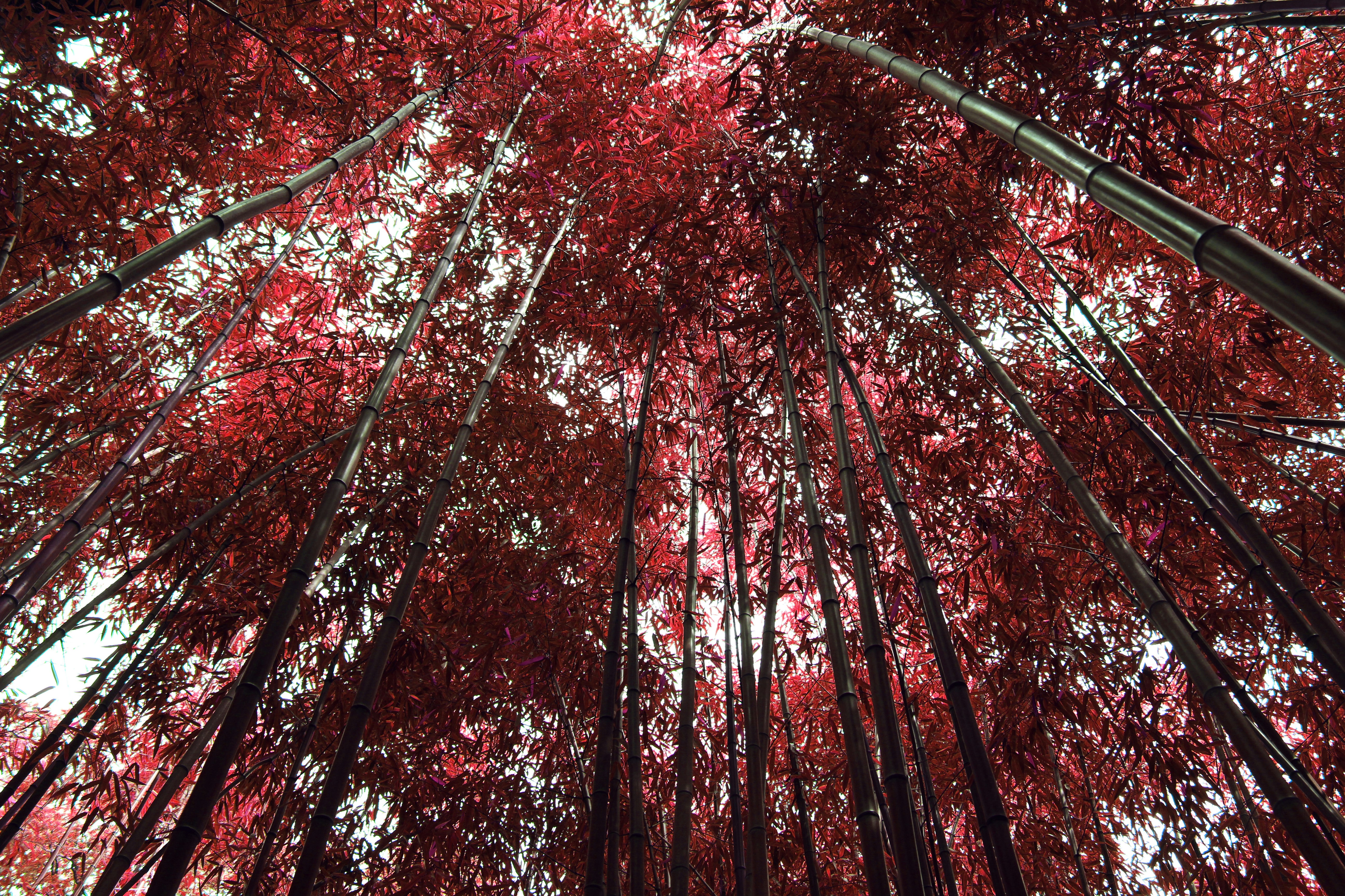 Red leaf trees during daytime photo – Free Paris Image on Unsplash