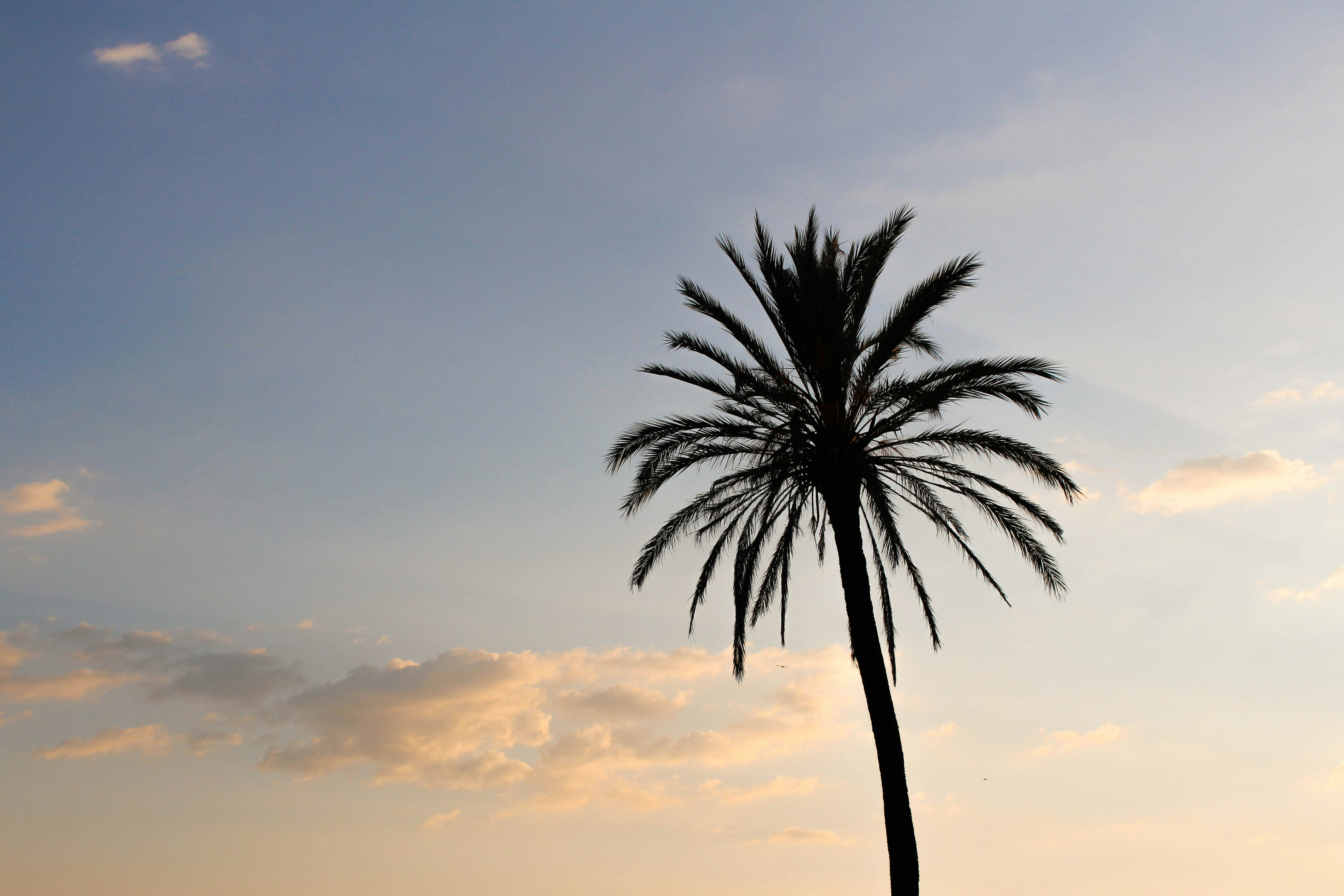 Palm Silhouette at Dusk: Peach-Hued Sky Framed by Silence