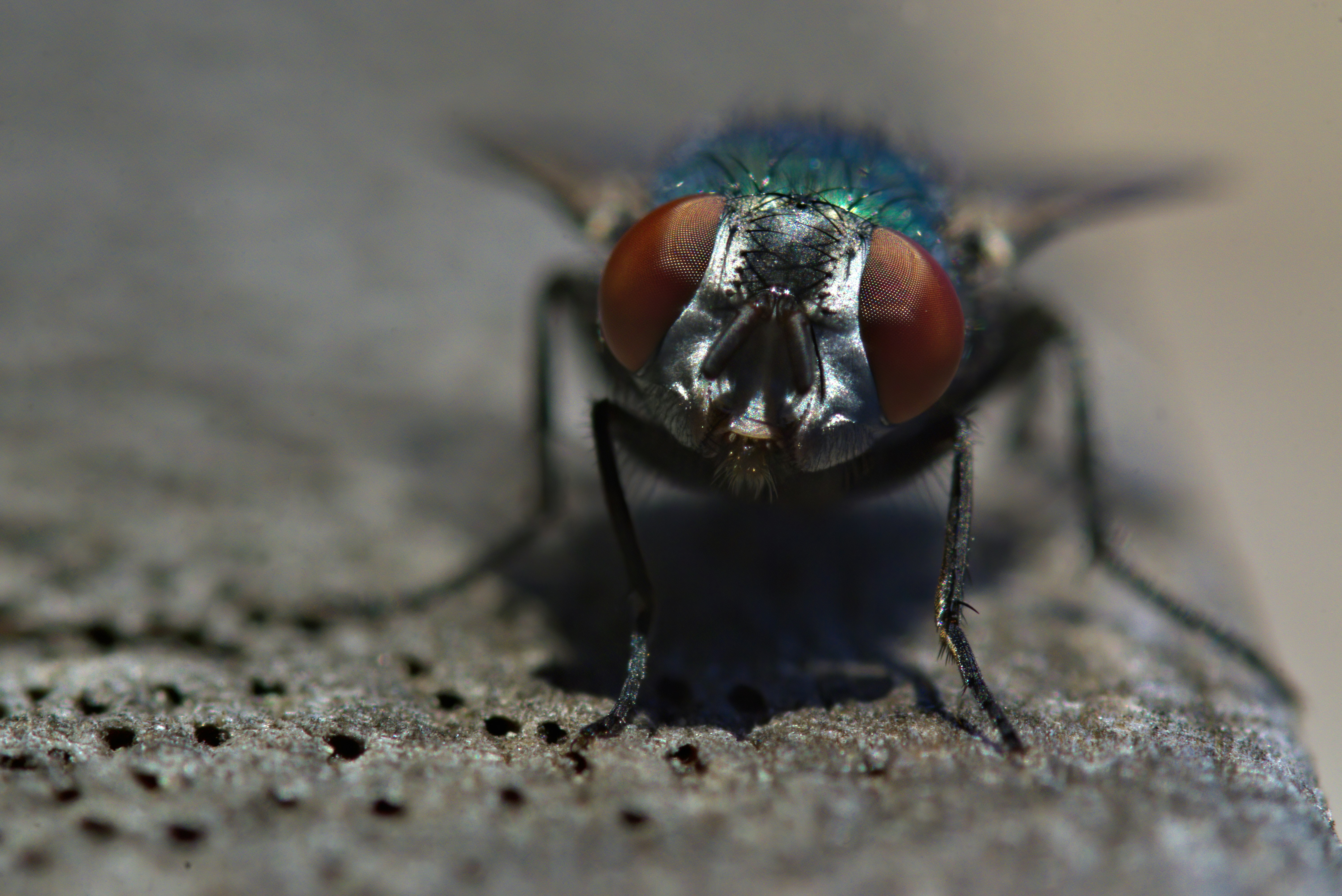 Iridescent Gaze: Macro Portrait of a Metallic Fly on a Textured Concrete Edge