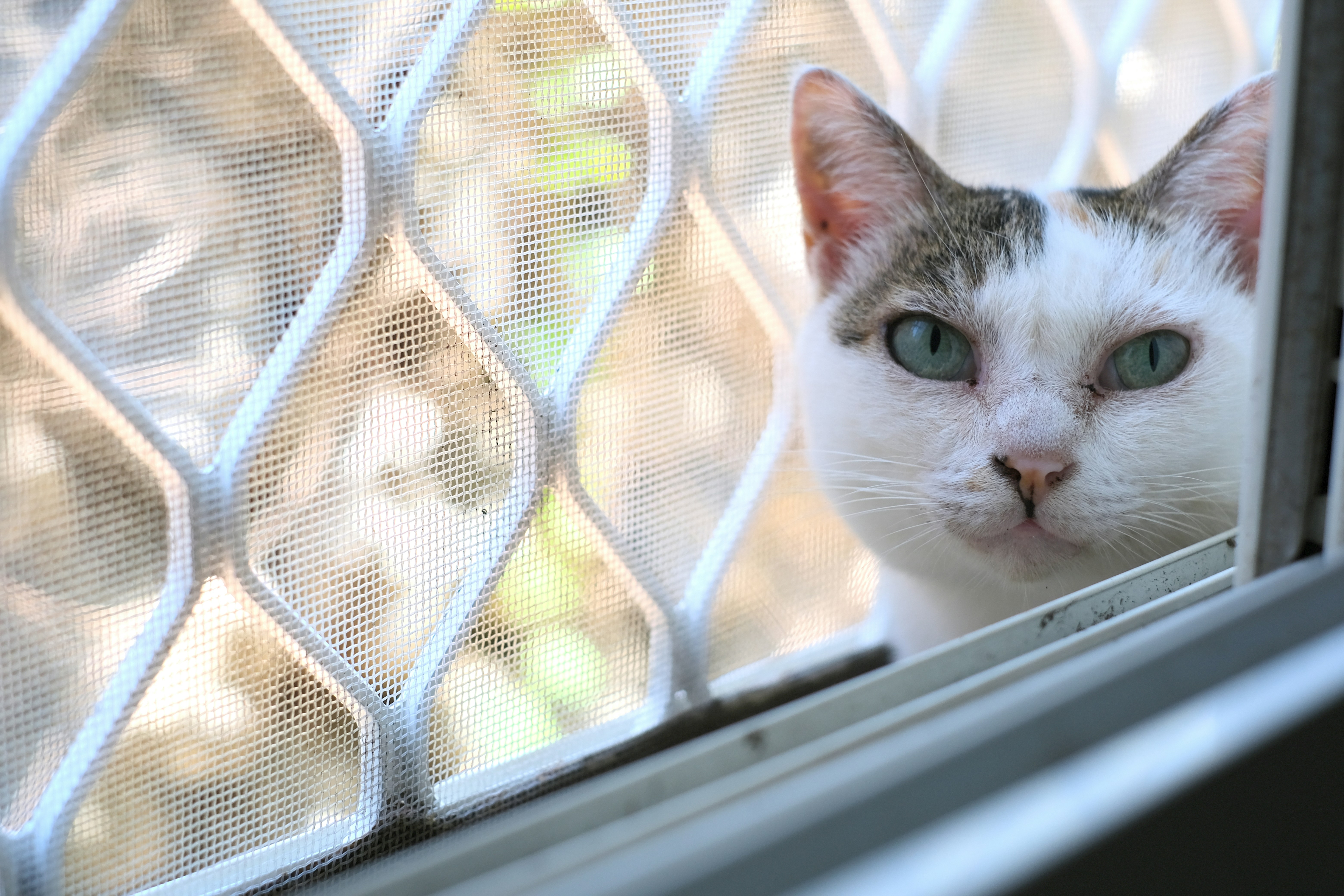 Curious Cat at the Window: A Quiet Morning Stare