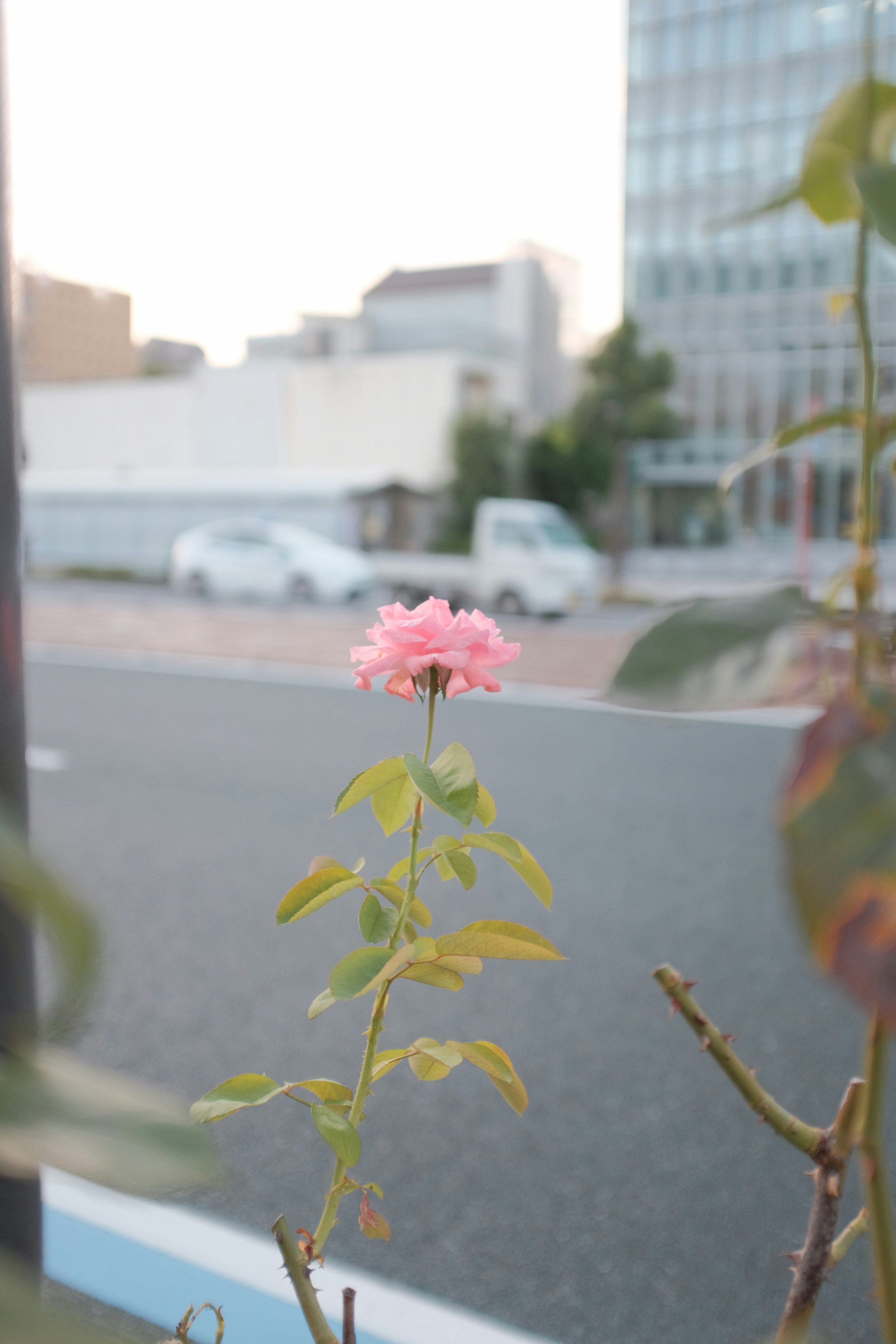 A delicate pink rose stands tall against a backdrop of urban architecture and a busy street. The contrast highlights nature's resilience in a city environment.