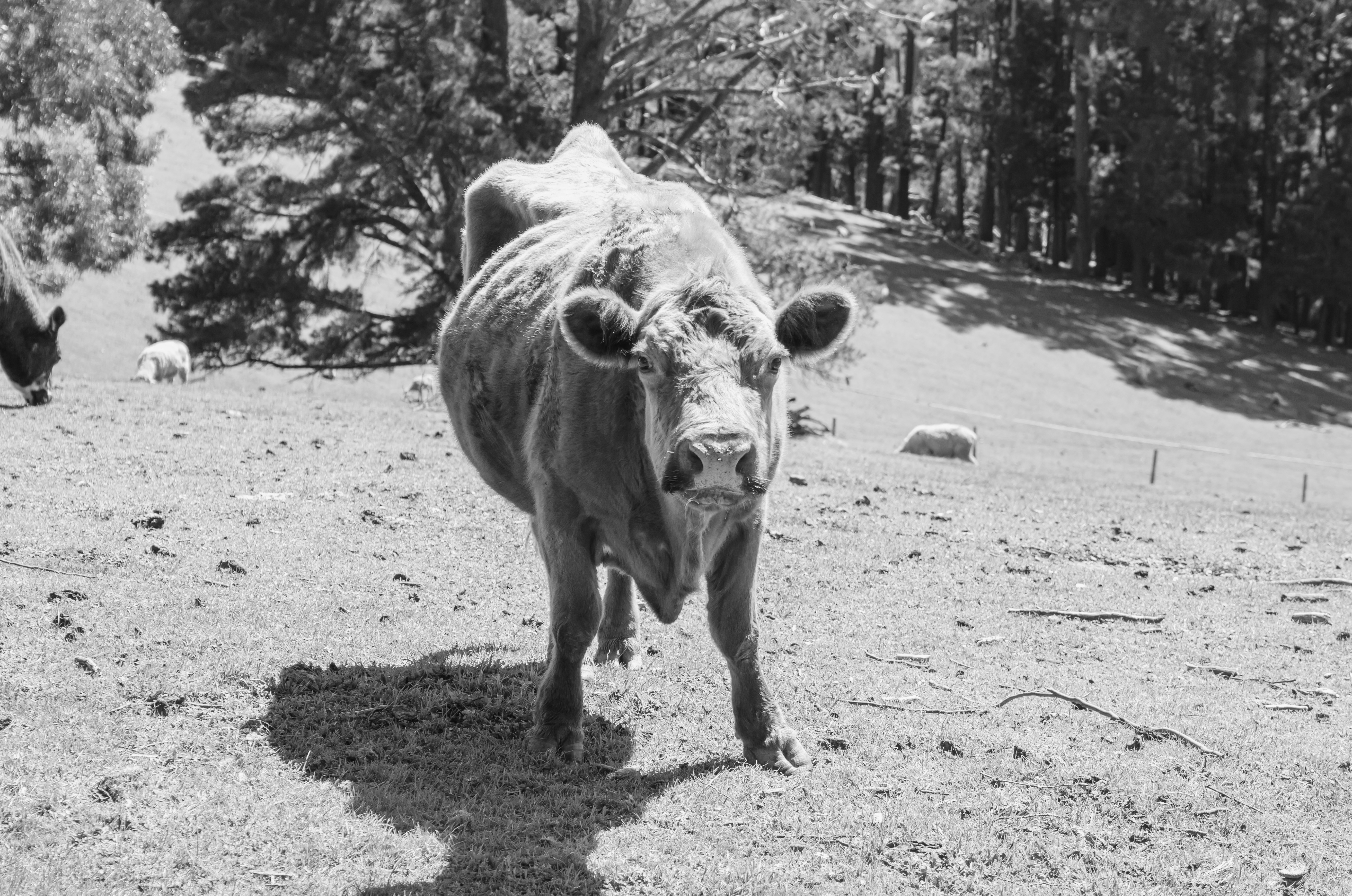 A cow gazes directly at the viewer, standing prominently on a grassy hillside with other livestock in the background. The scene is rendered in black and white.