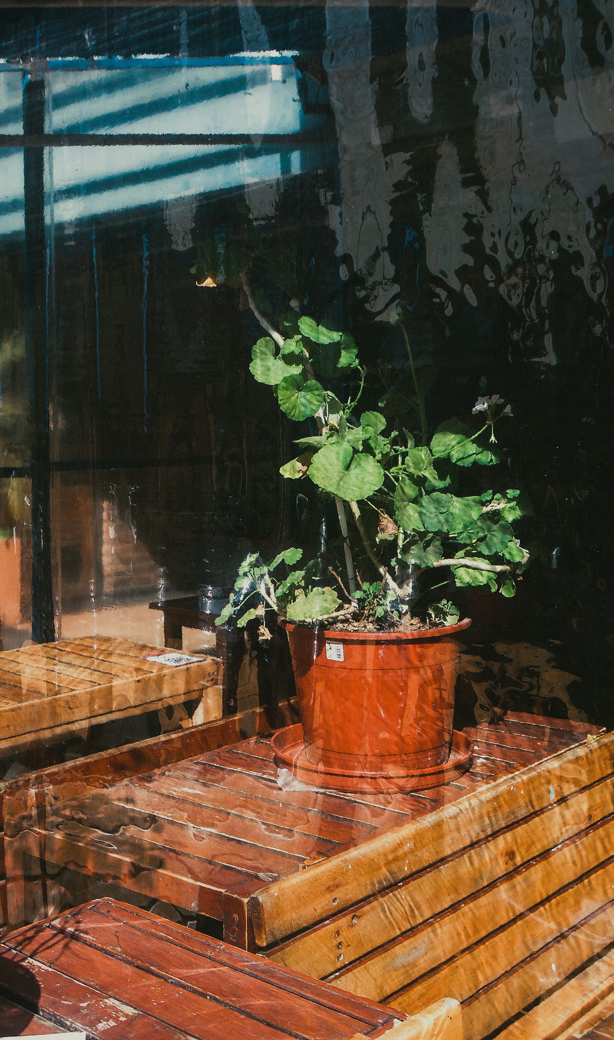 A potted plant sits on a wooden table, its vibrant leaves contrasting with the raindrop-speckled glass that reflects the surrounding space.