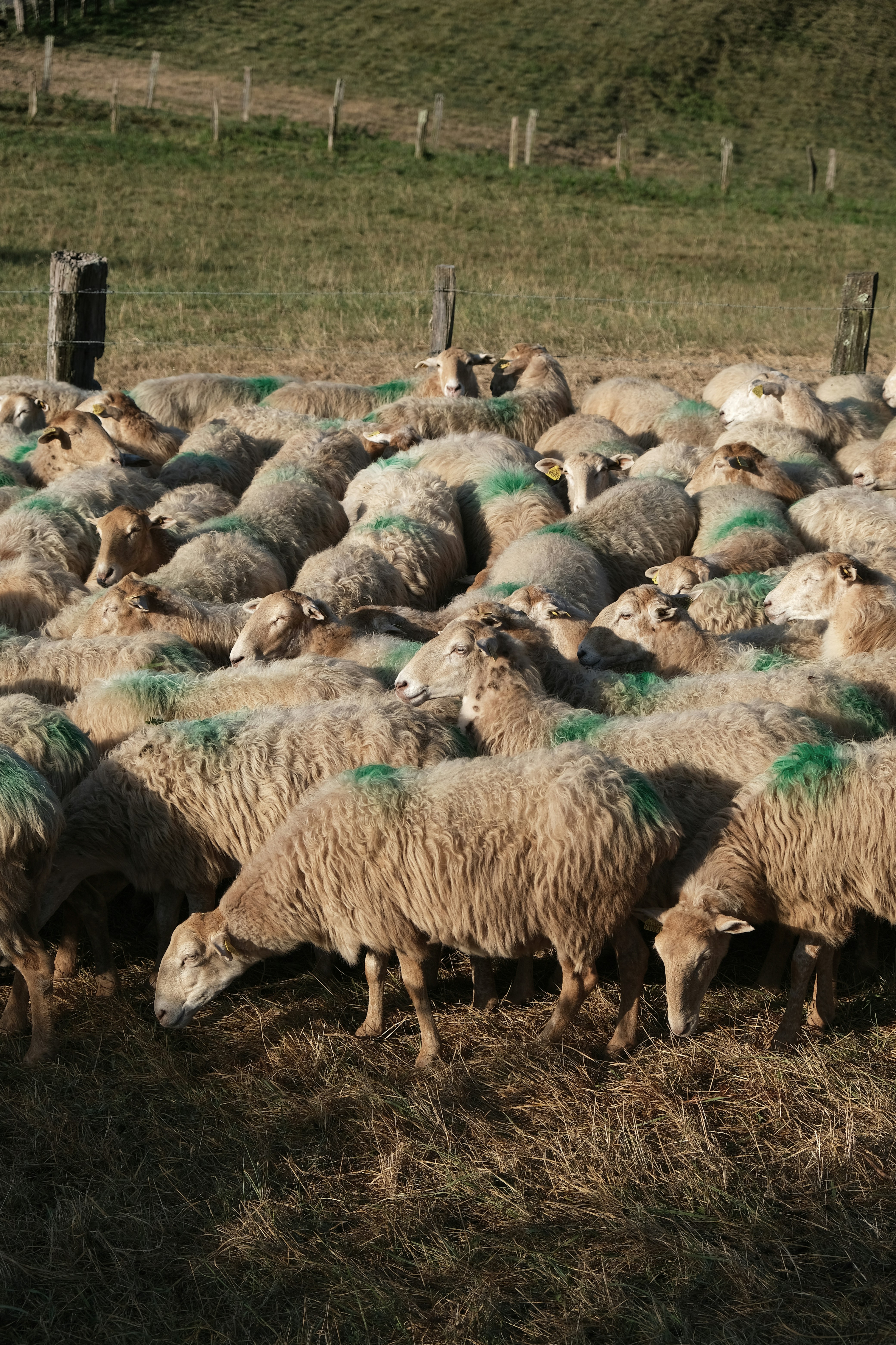 A dense gathering of sheep with distinctive green markings on their backs, set against a backdrop of natural pastureland.