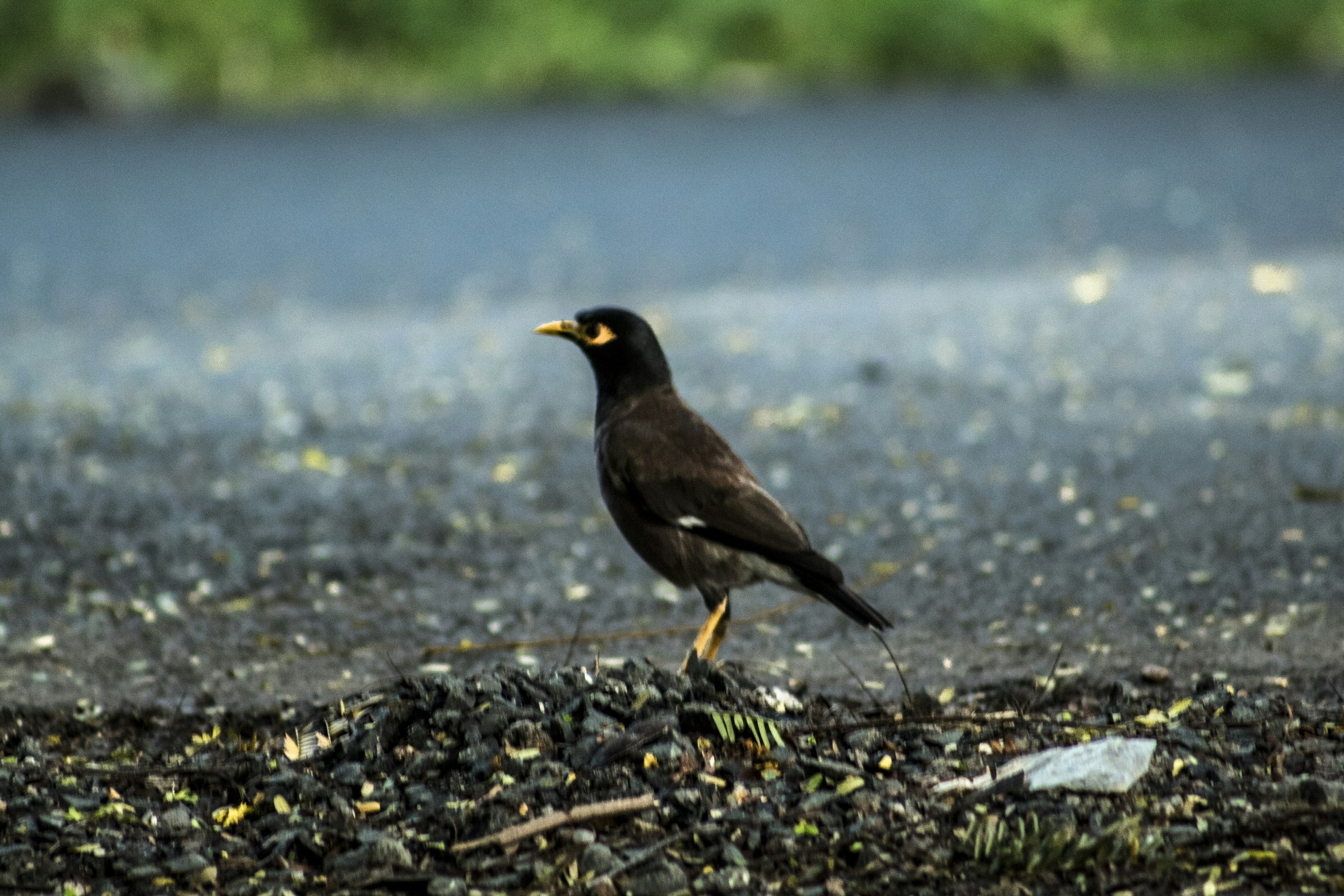 Myna Sentinel on a Pebble Shore by a Quiet Lake