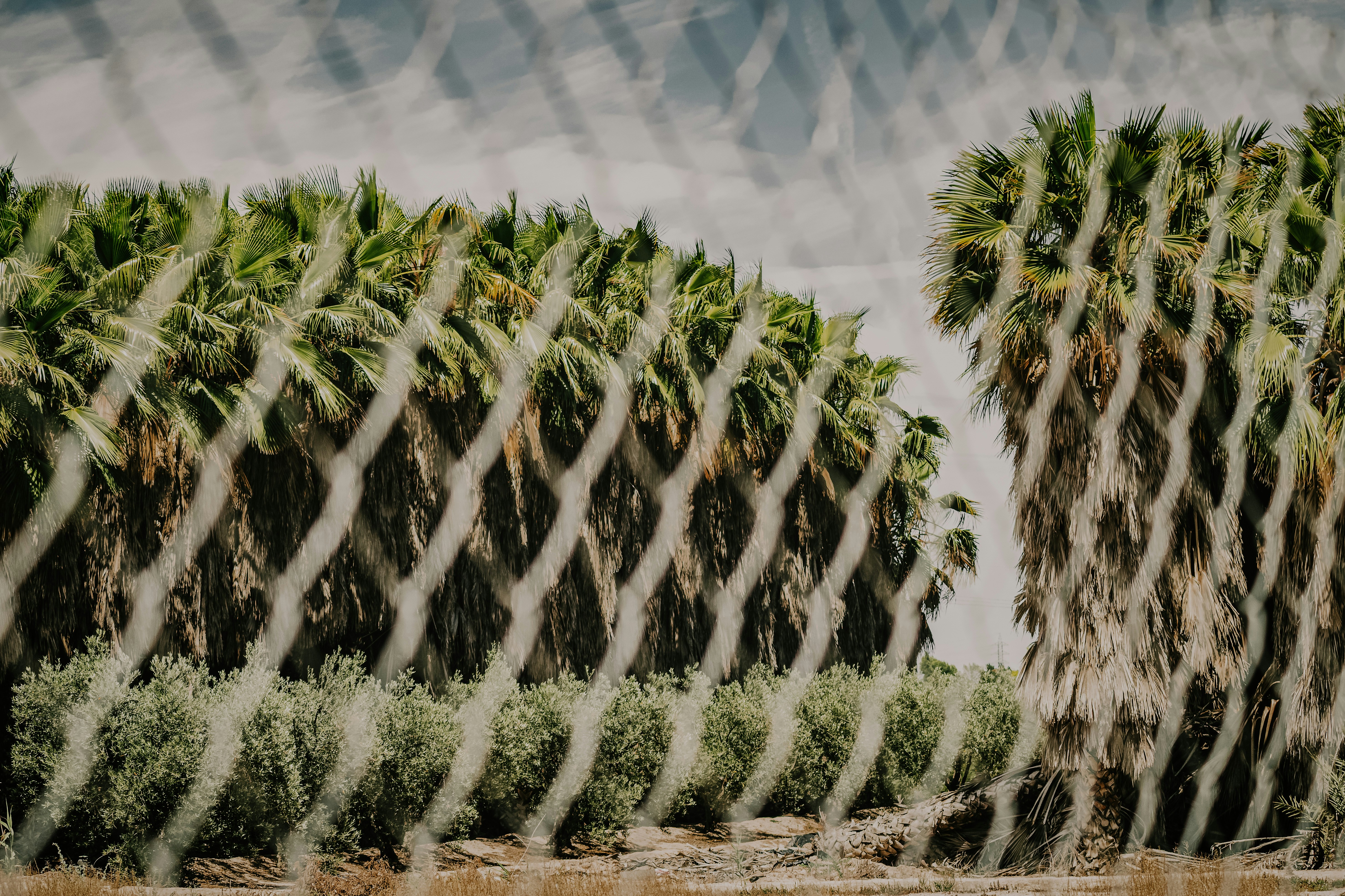 Palm tree plantation  | green cactus plant on brown soil under blue sky during daytime