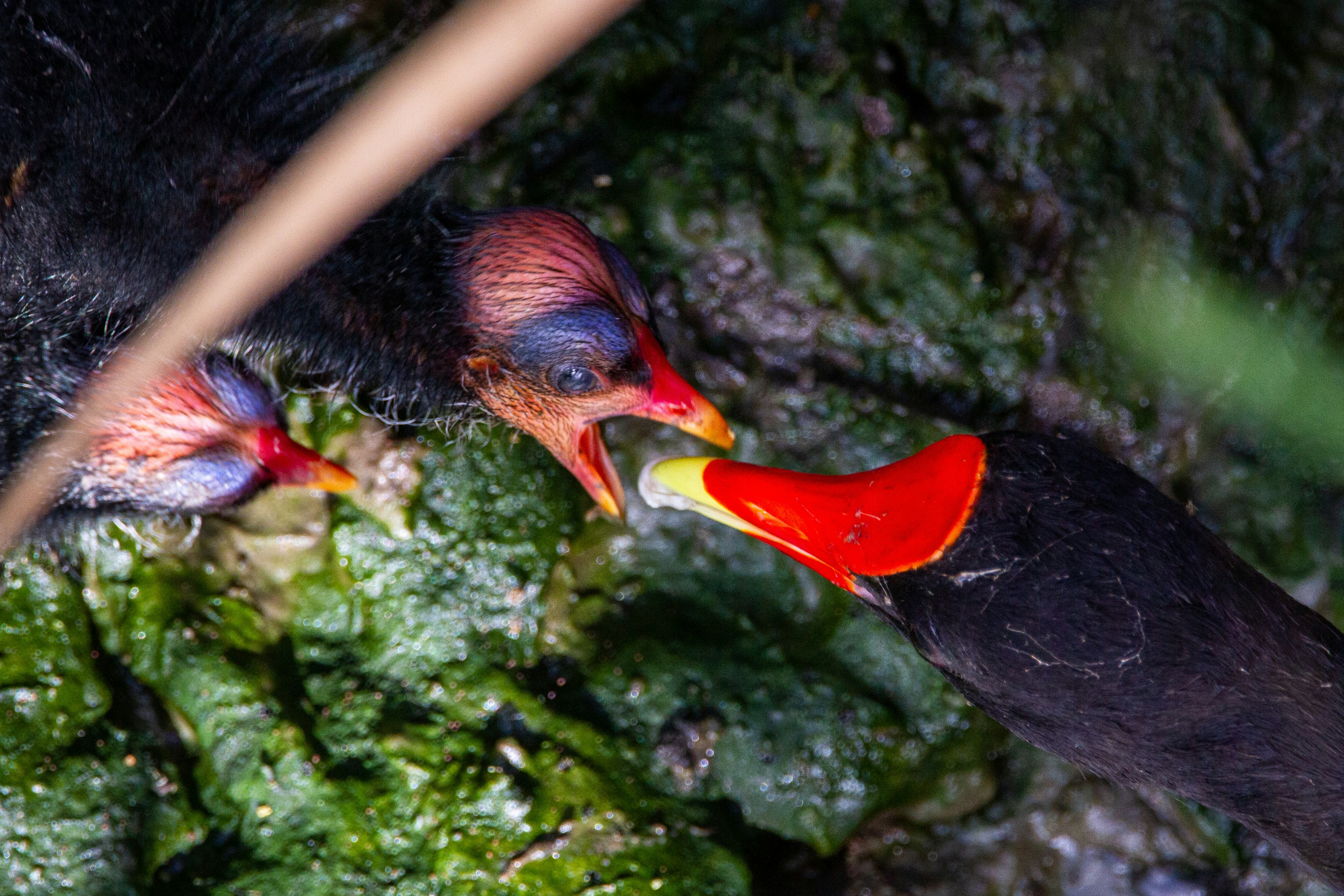 Crimson Beaks Meet on Moss: A Close-Up of Two Red-Beaked Birds