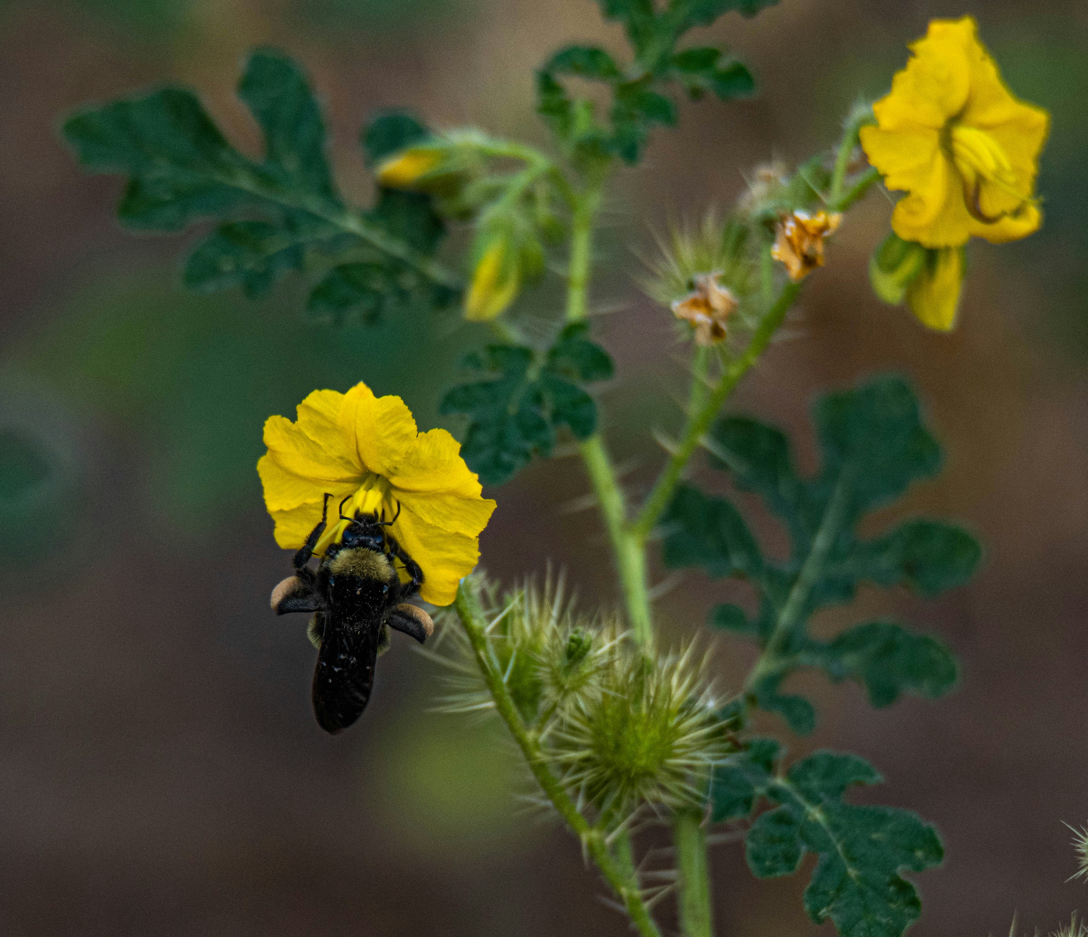 Busy Bee on a Sunlit Yellow Bloom: A Macro Moment