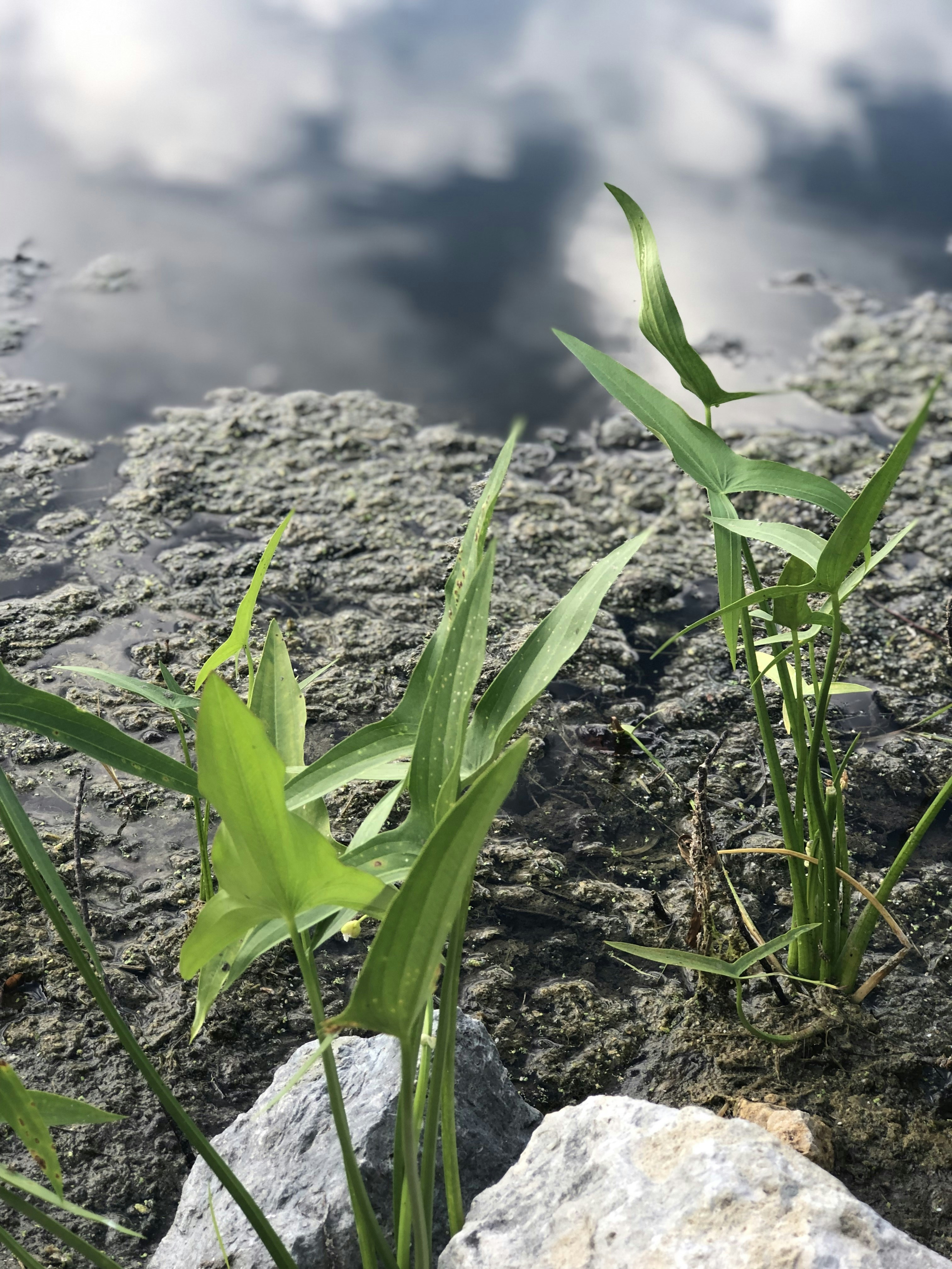 Green aquatic plants sprouting from rocky shoreline, reflecting clouds in the still water surface.