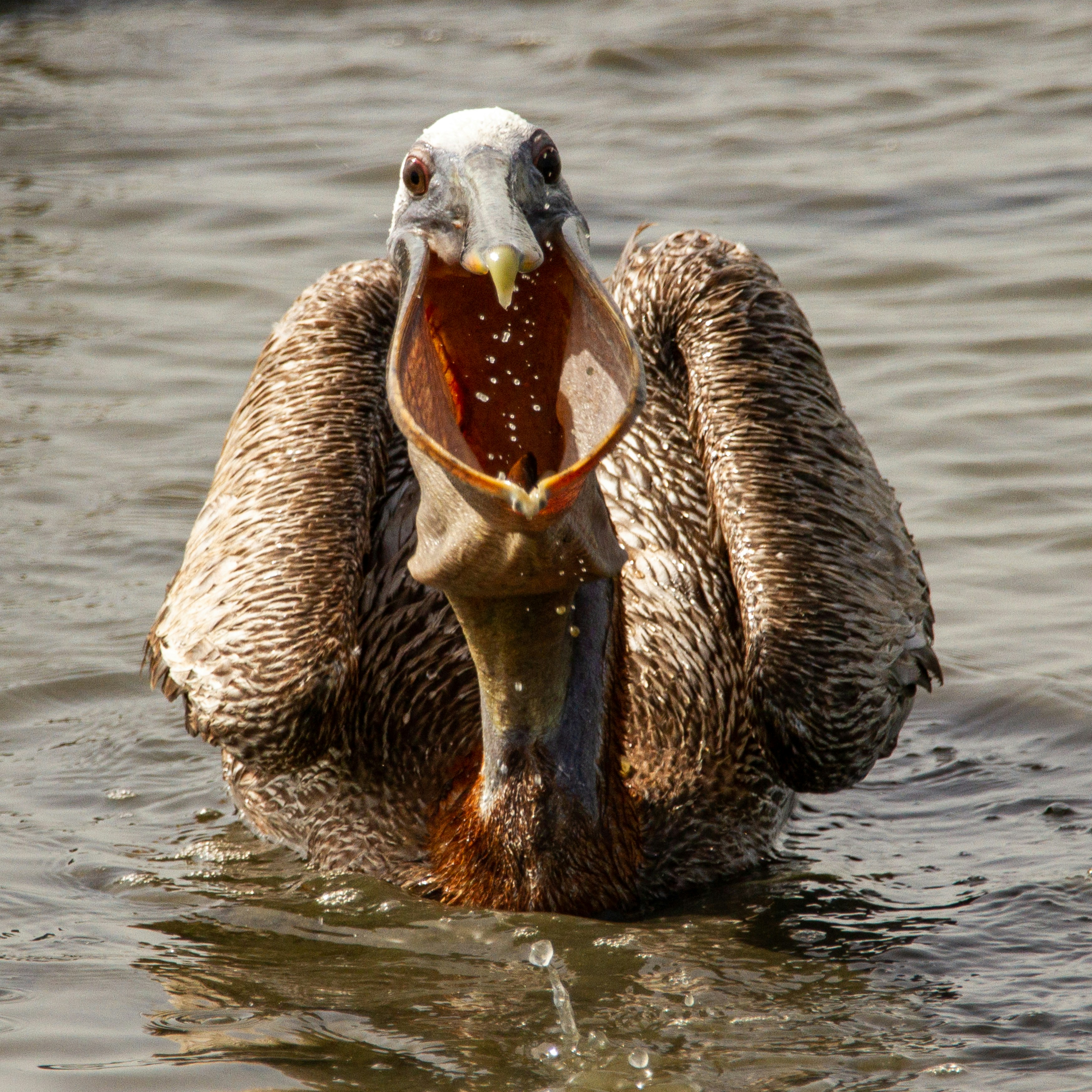 Open-Beak Encounter: A Pelican Surges Toward the Lens in Turbulent Water