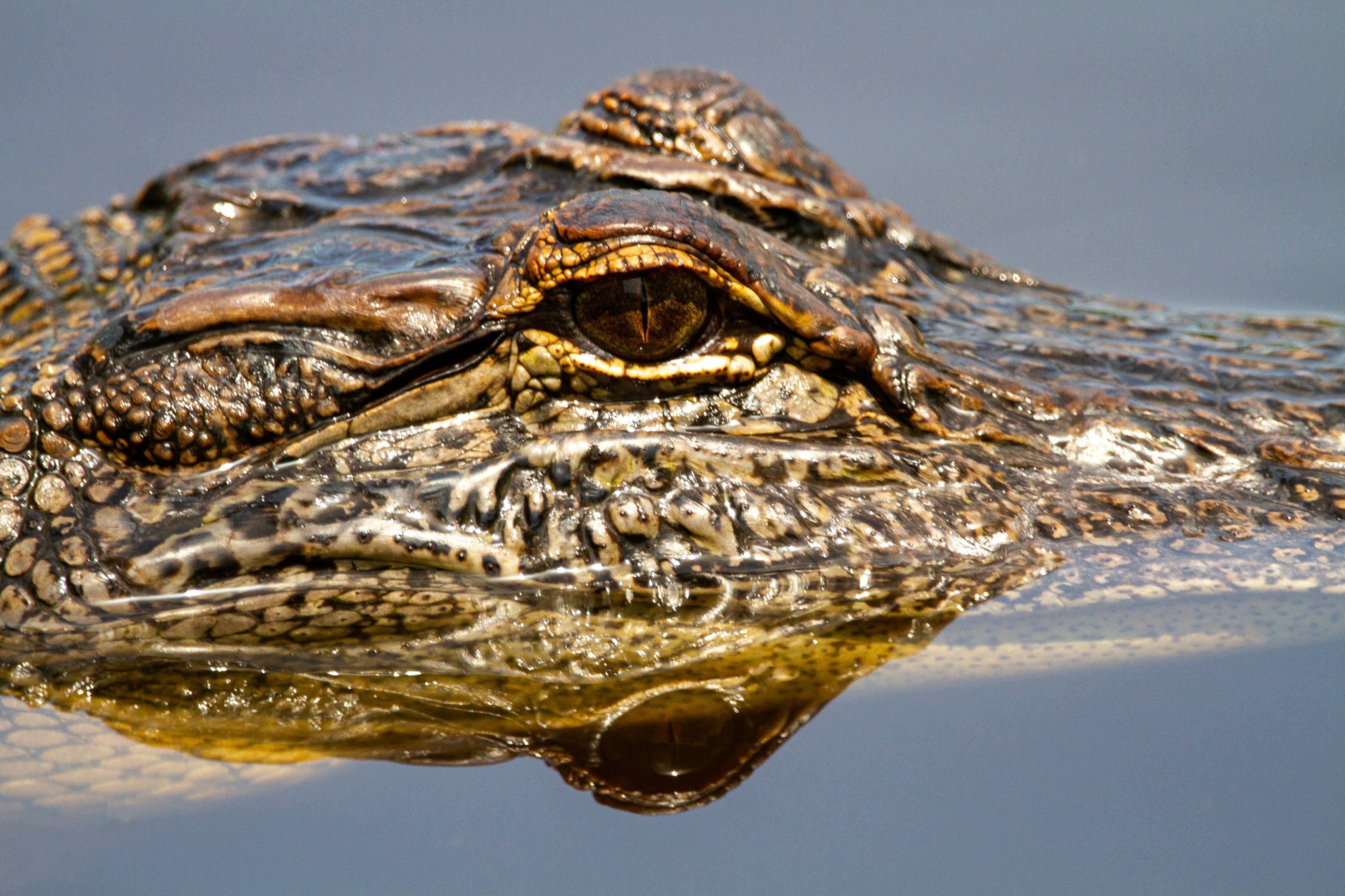 Close-up of an American alligator's eye and textured skin, reflected in calm water.