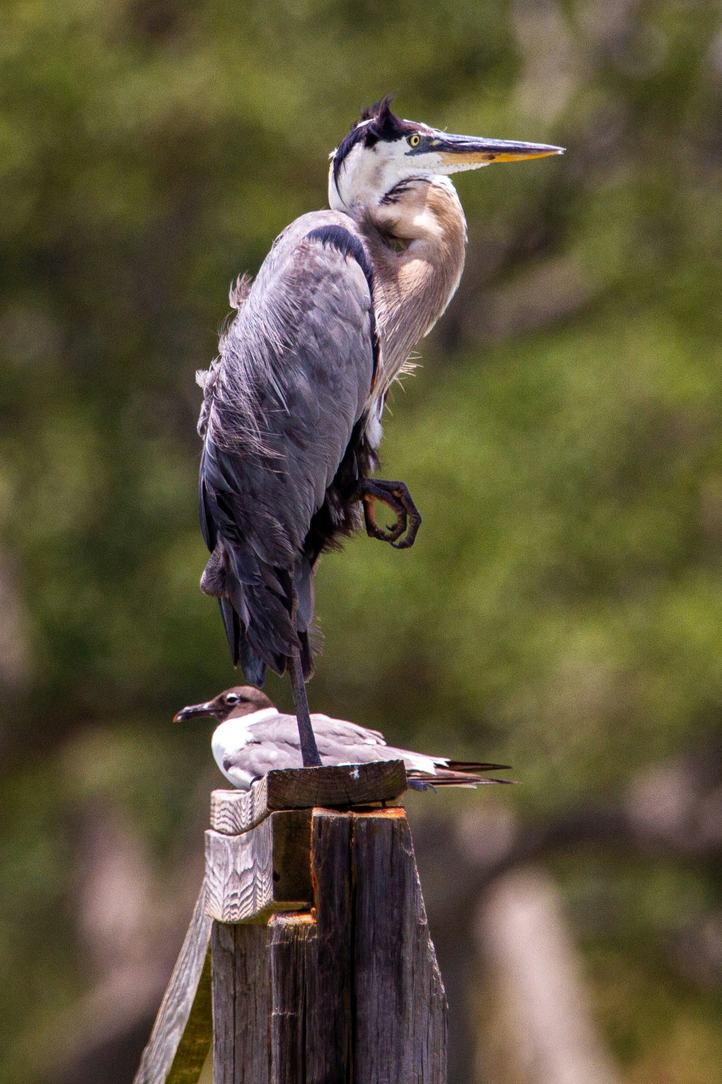 A great blue heron stands on an abandoned pier.