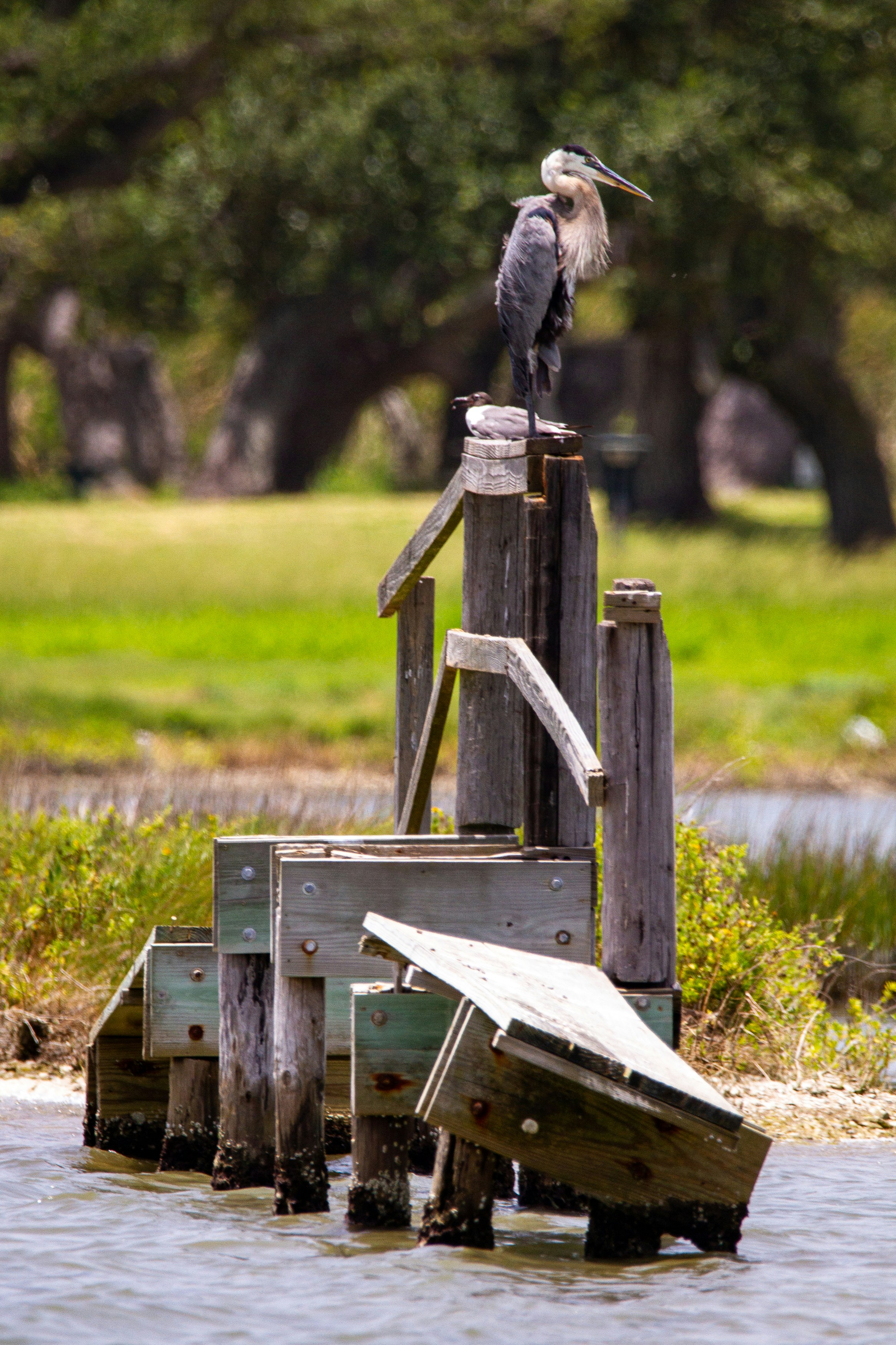 A great blue heron perched majestically on a weathered dock, surveying the tranquil waters and lush greenery beyond.