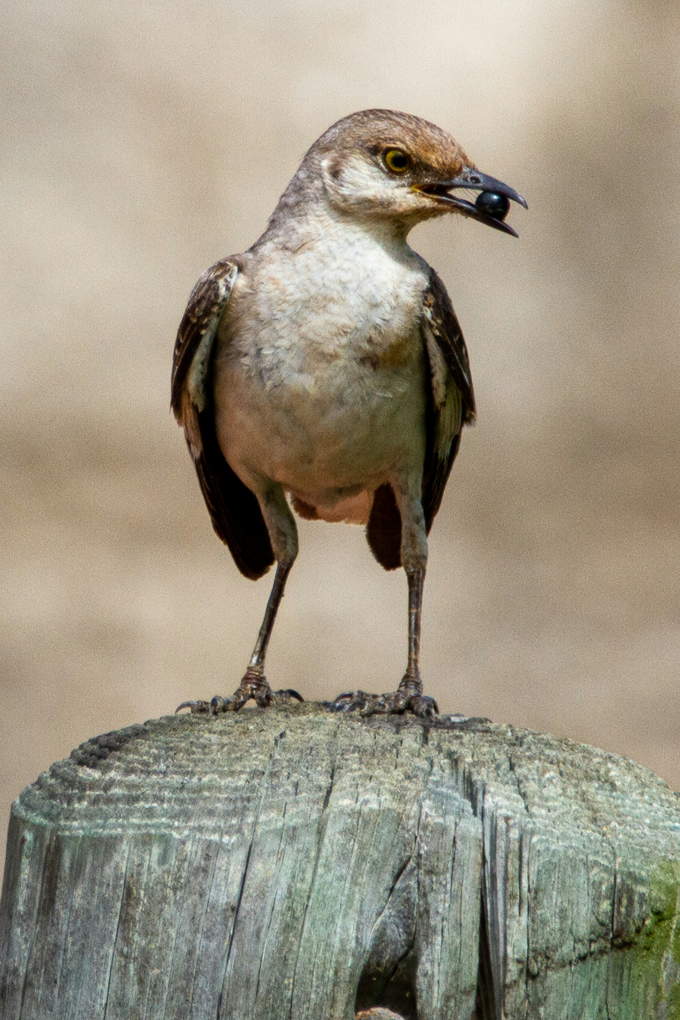 Perched Snack: A Shorebird Grips Its Prey on a Weathered Post
