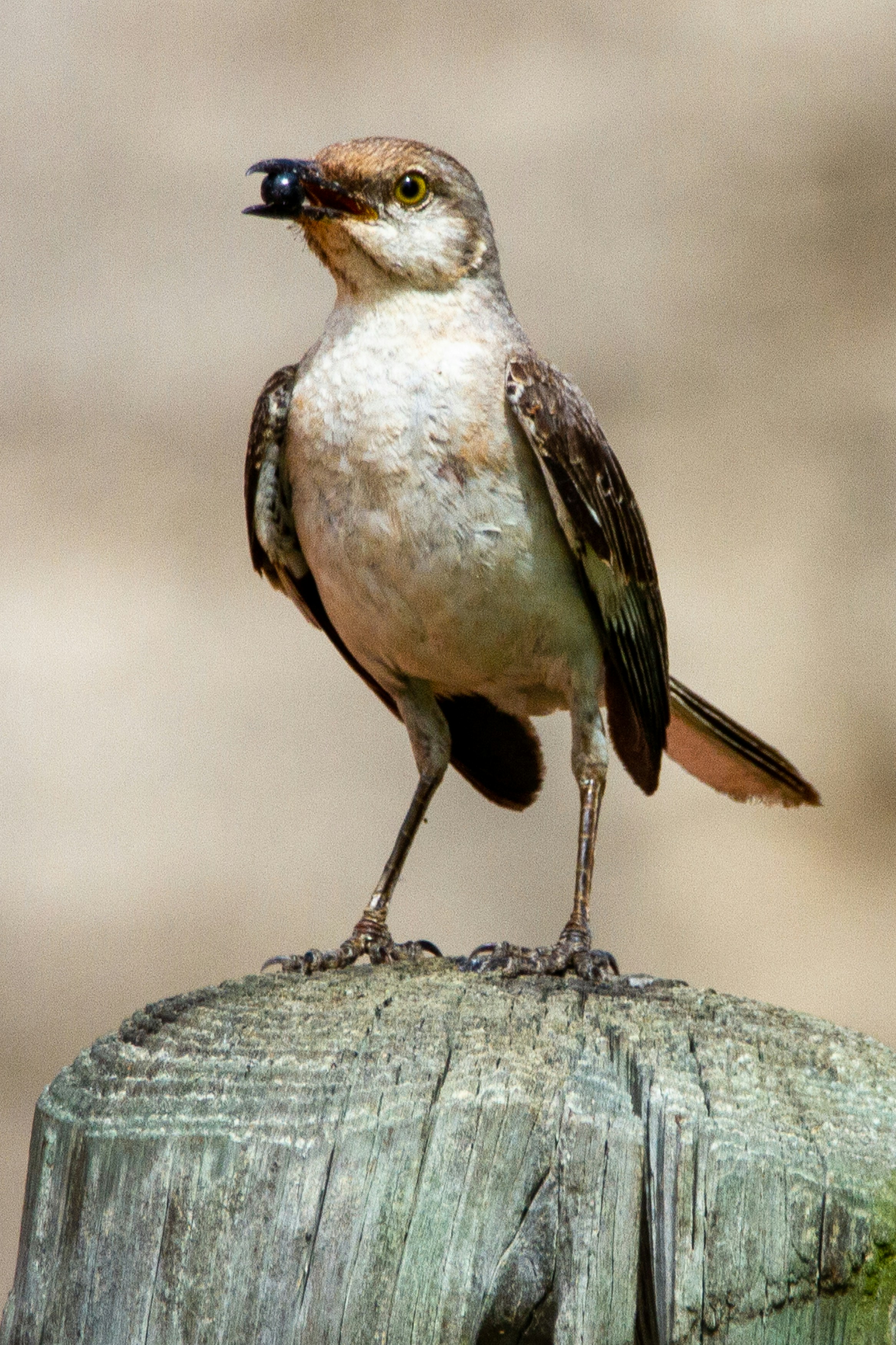 Bird perched on a wooden post, holding a berry in its beak, showcasing its vibrant plumage and keen gaze.