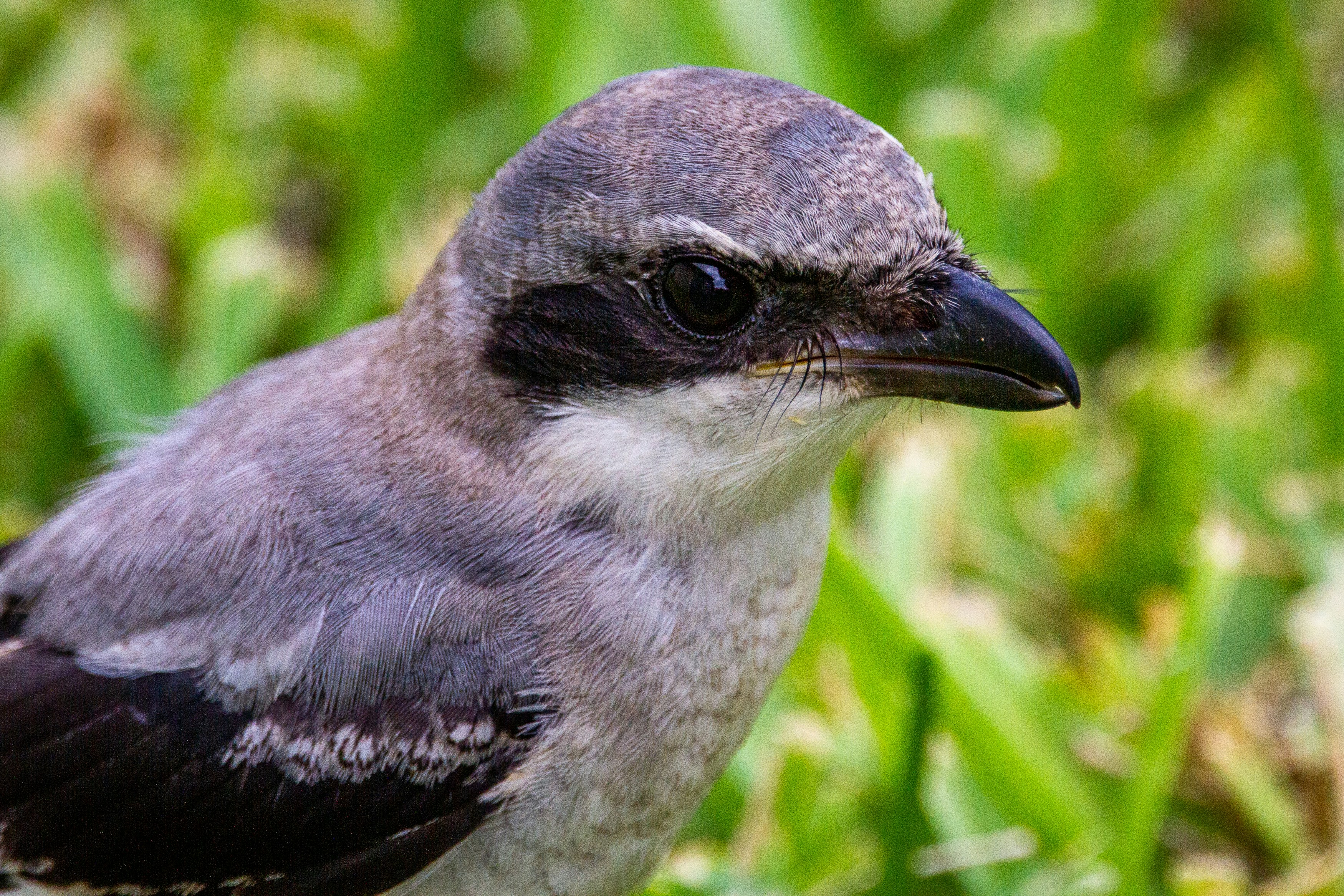 A closeup of a loggerhead shrike.