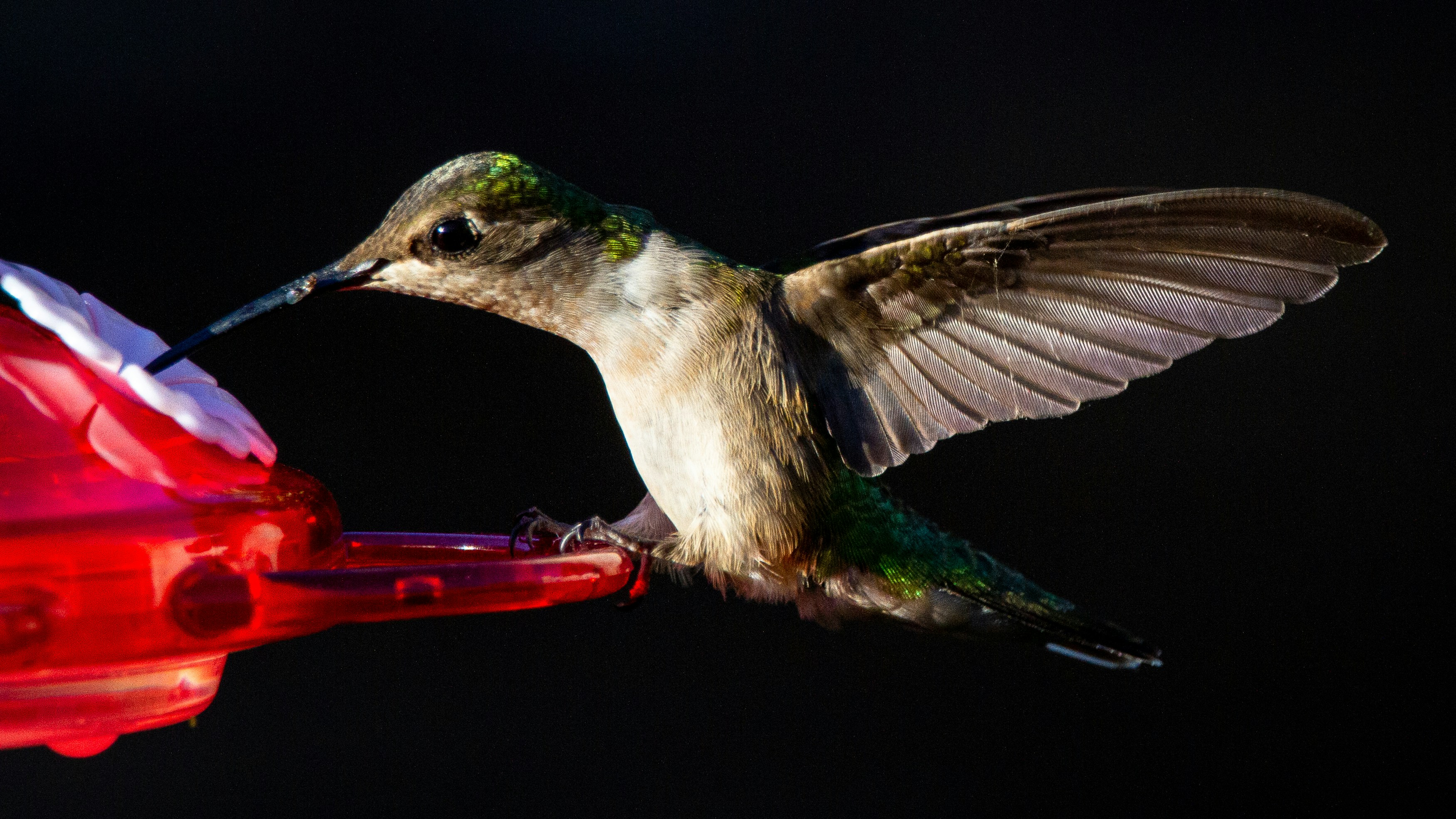 Hummingbird hovering near a vibrant feeder, showcasing its iridescent feathers against a dark background.