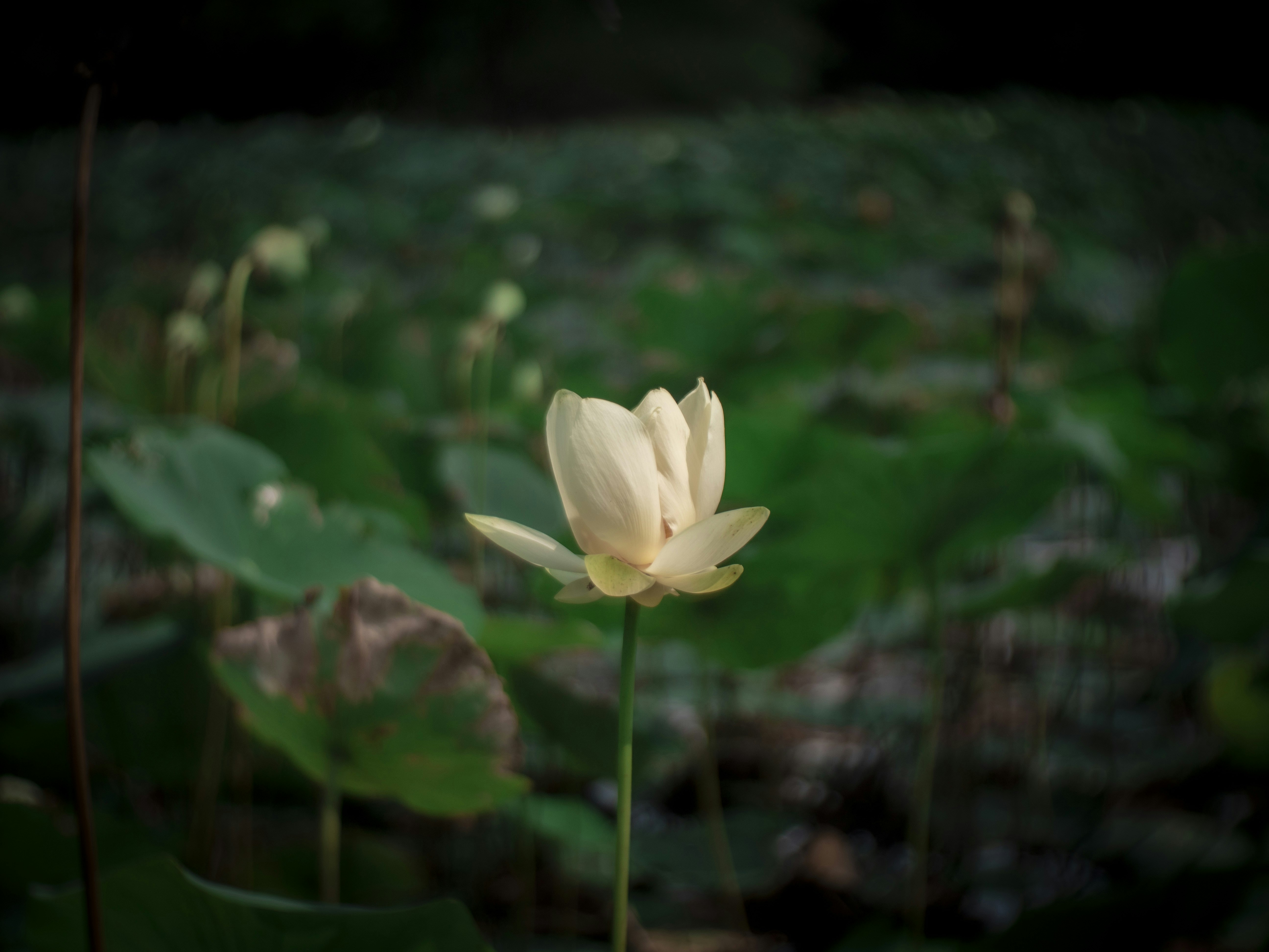 Solitary White Lotus in Velvet Pond Light
