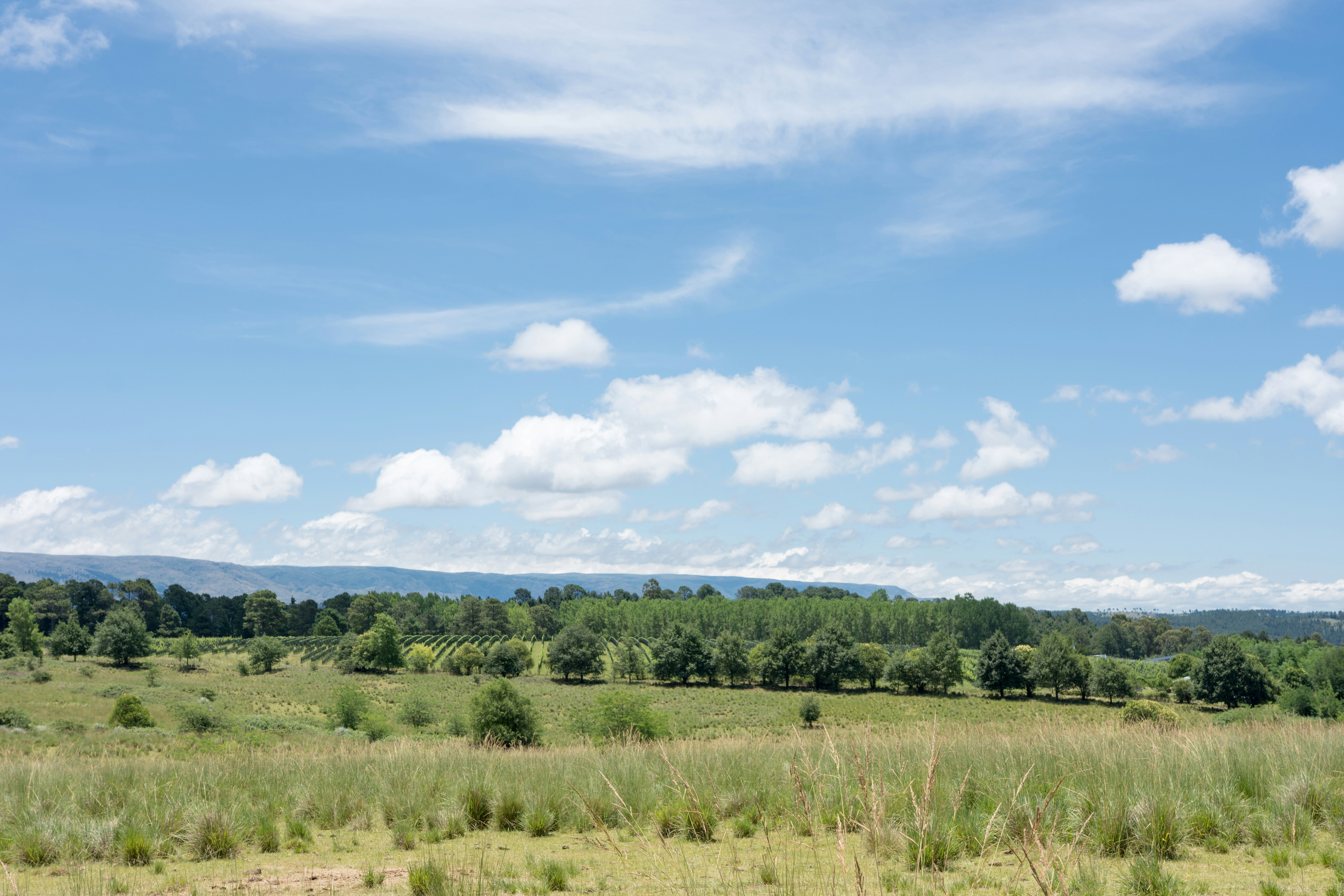 Expansive grassy field under a bright blue sky with scattered clouds.