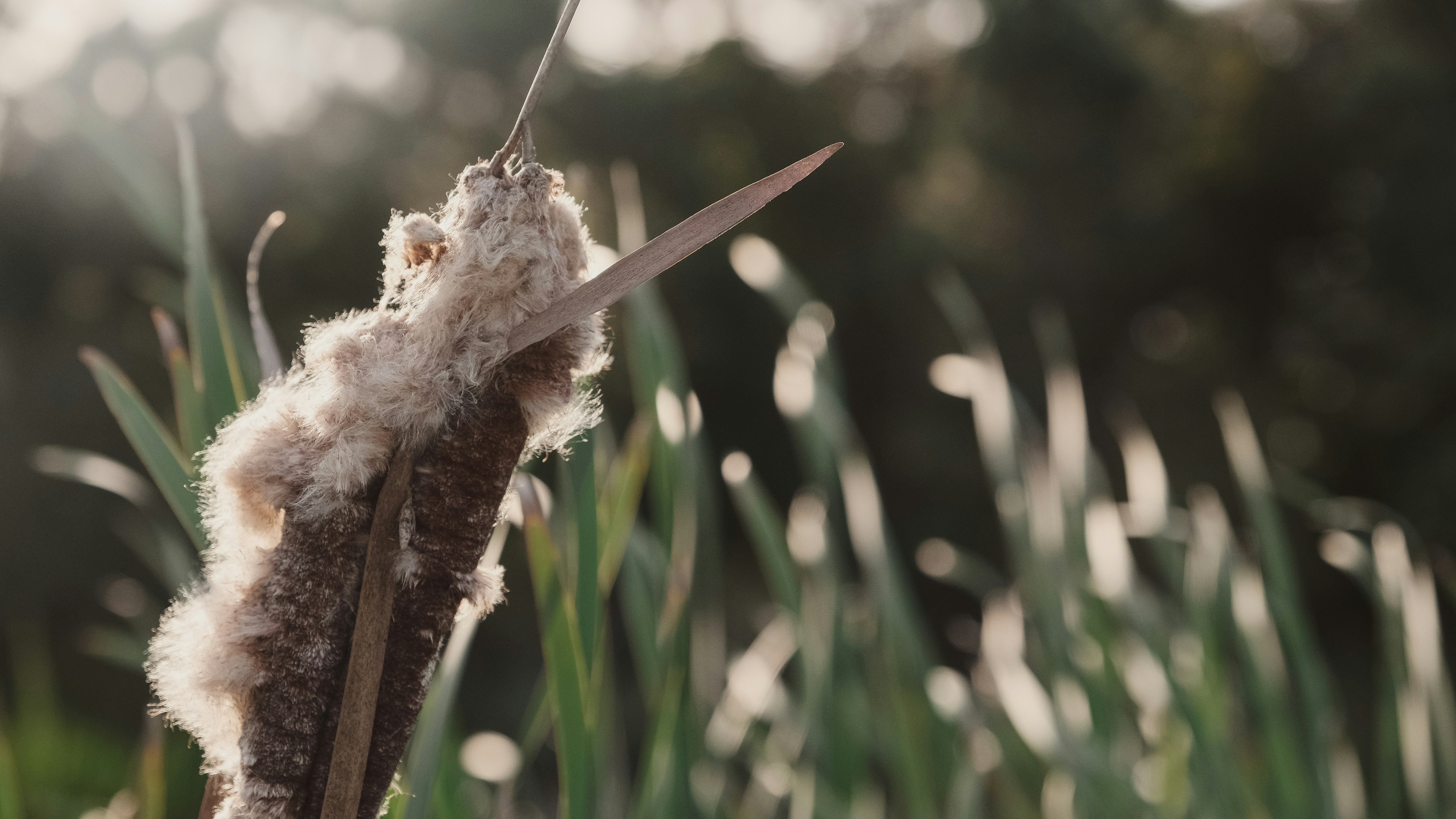 Cotton-Soft Reed, Backlit by Morning Light