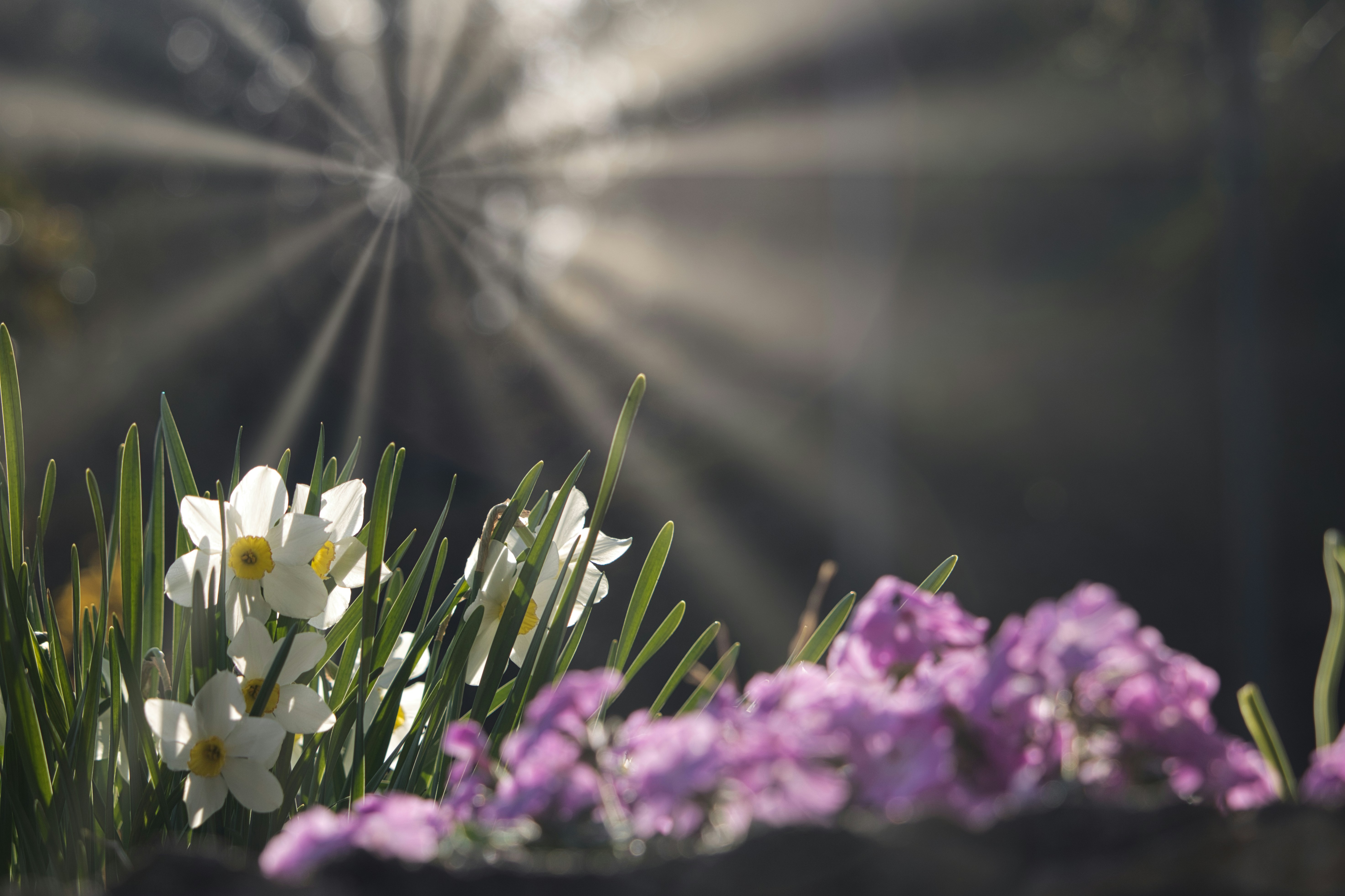 Halo of sunlight over white daffodils in a quiet garden