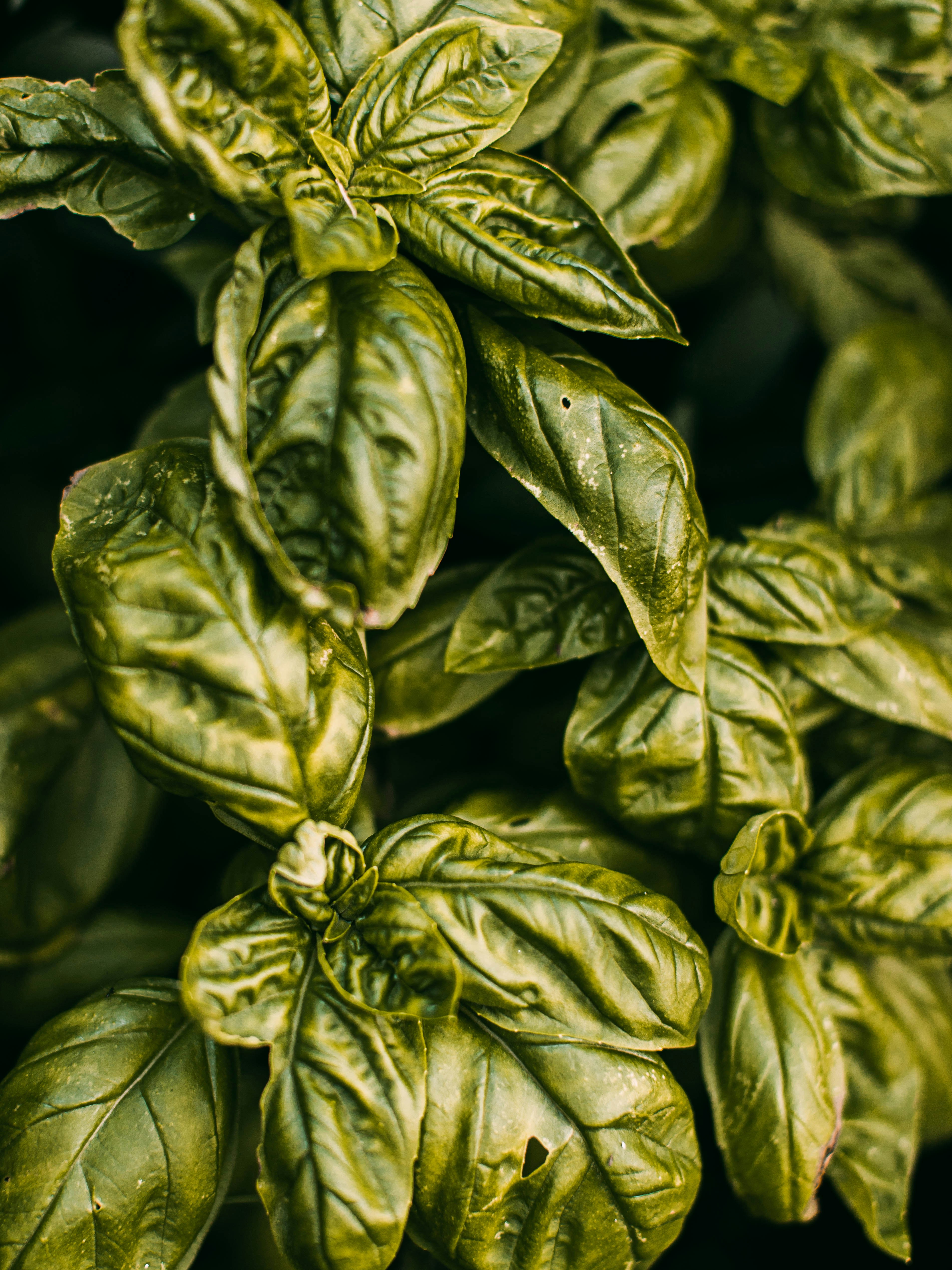 Emerald Veins: A Macro Portrait of Basil Leaves