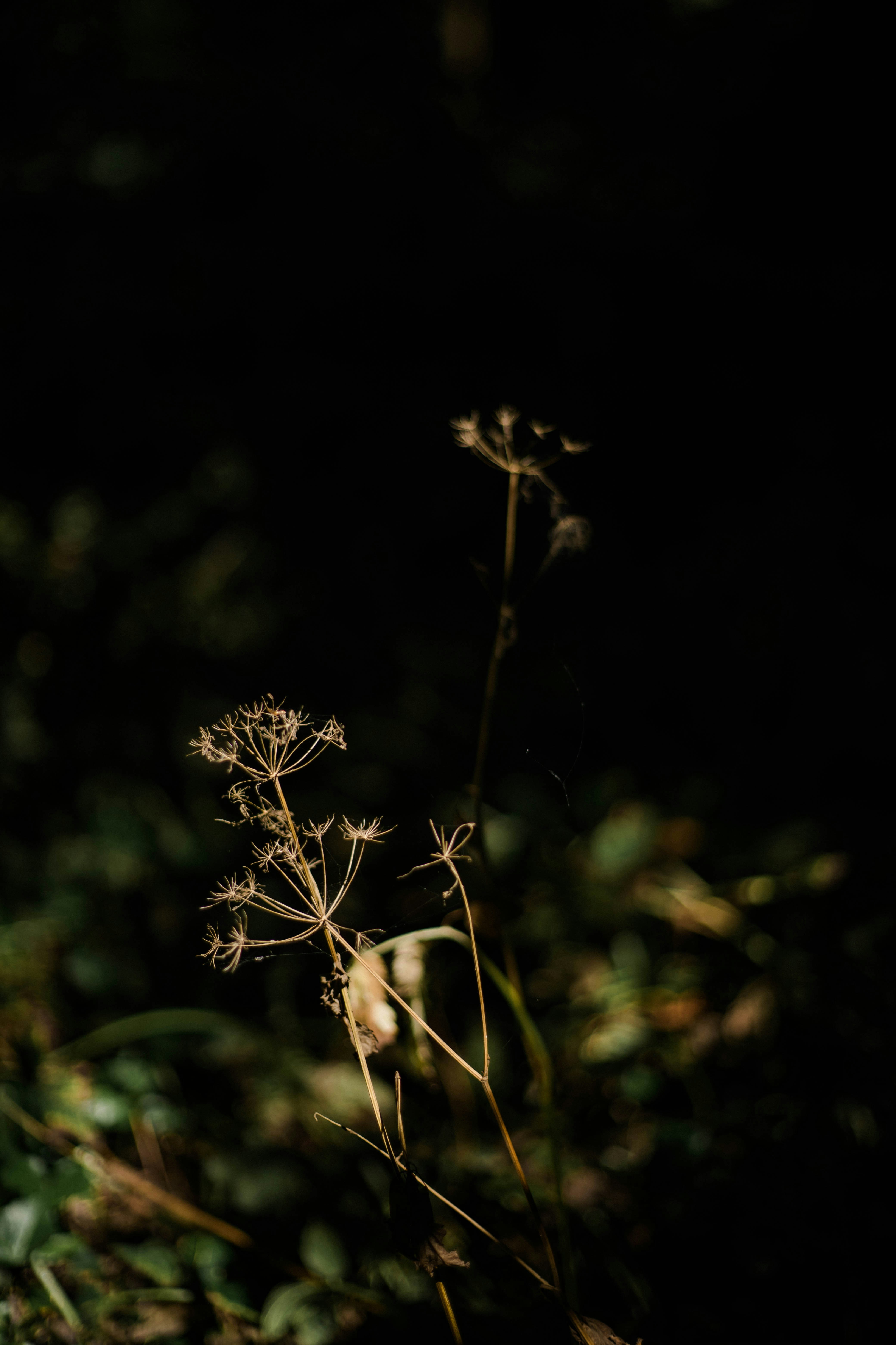 Delicate dried flowers illuminated by soft light against a dark backdrop, highlighting the intricate details of nature's artistry.