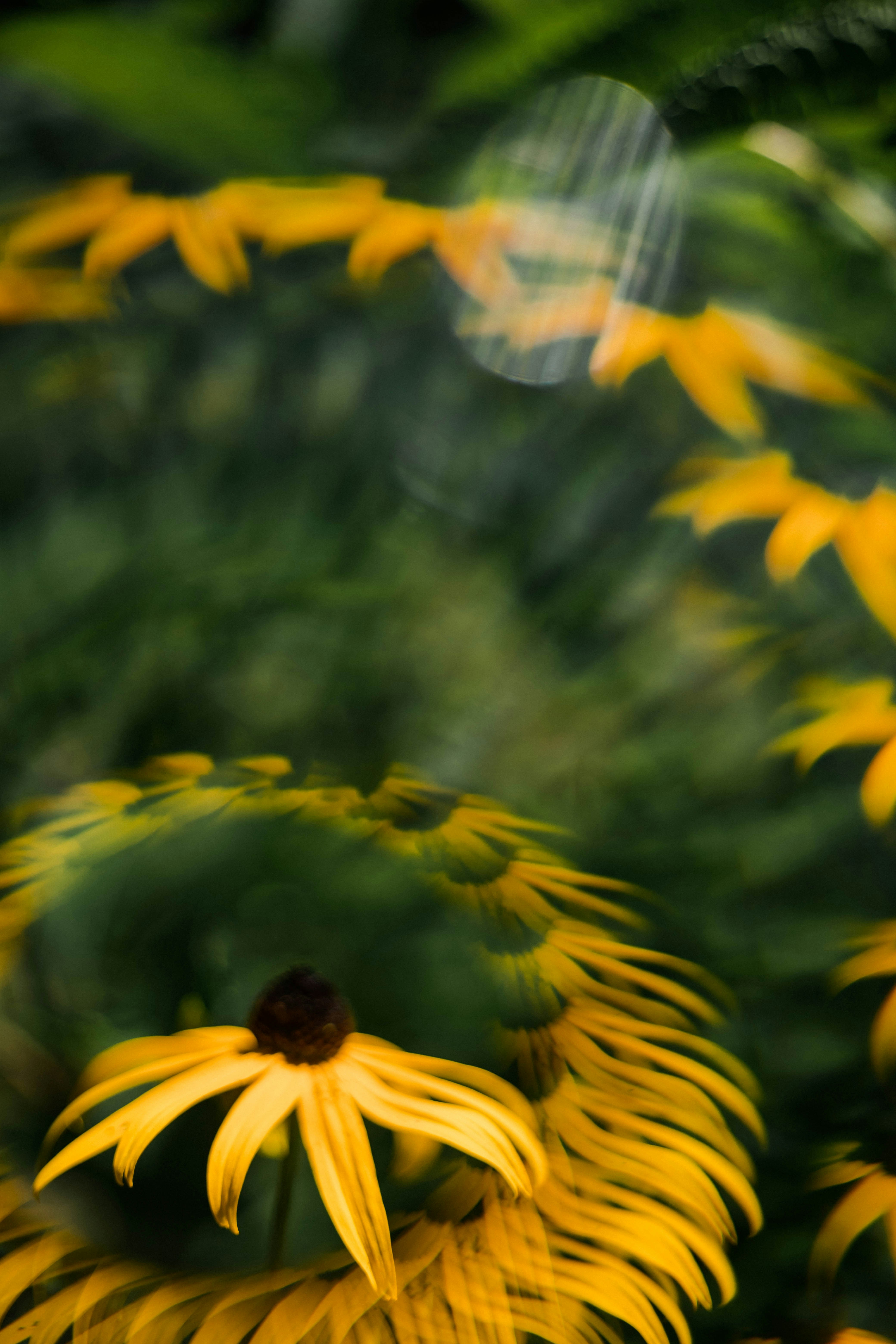 Yellow sunflower in tilt shift lens photo – Free Sunflower Image on ...