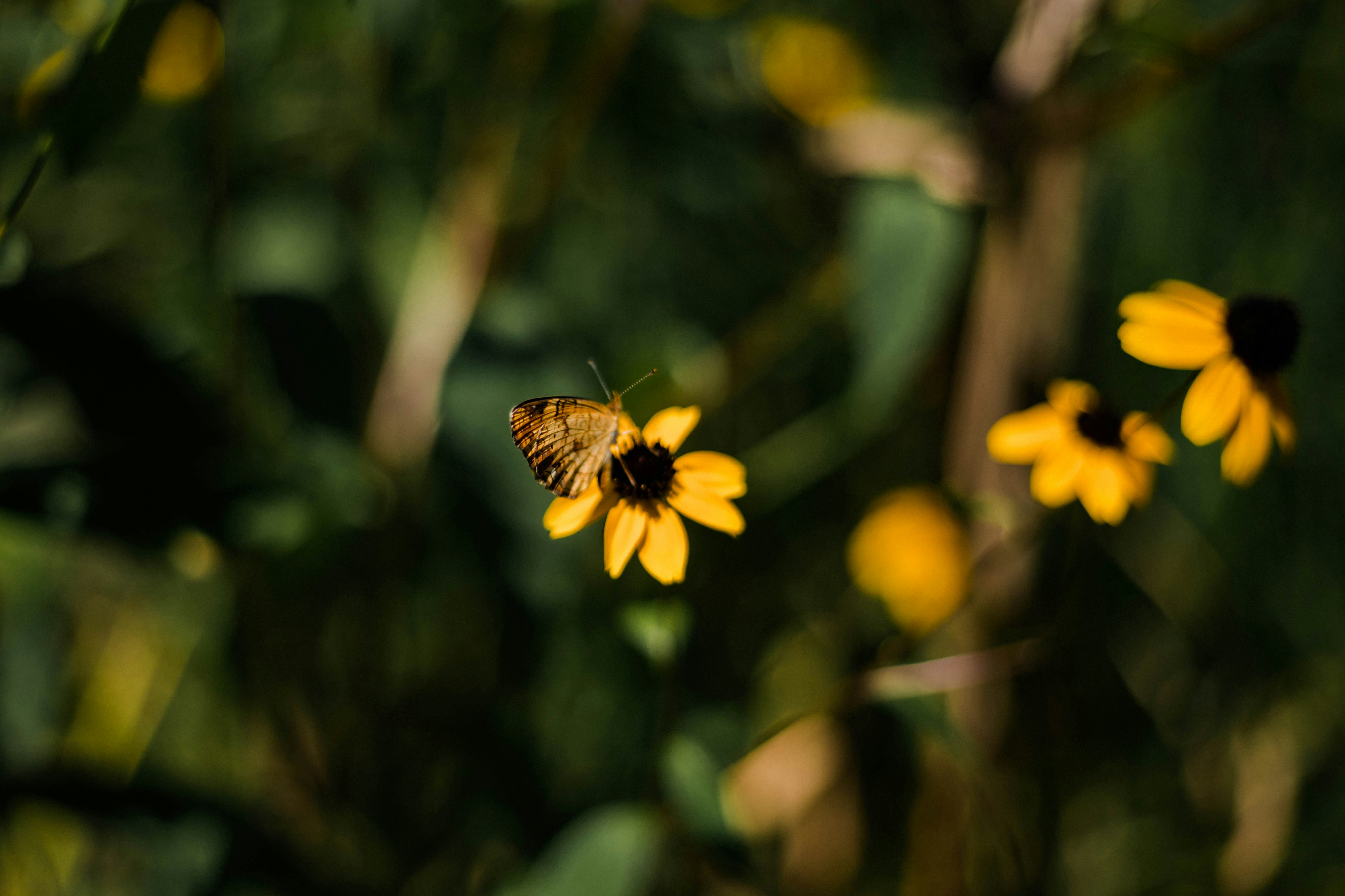 A butterfly delicately perched on a vibrant yellow flower amidst a lush green backdrop, capturing the essence of summer's beauty.