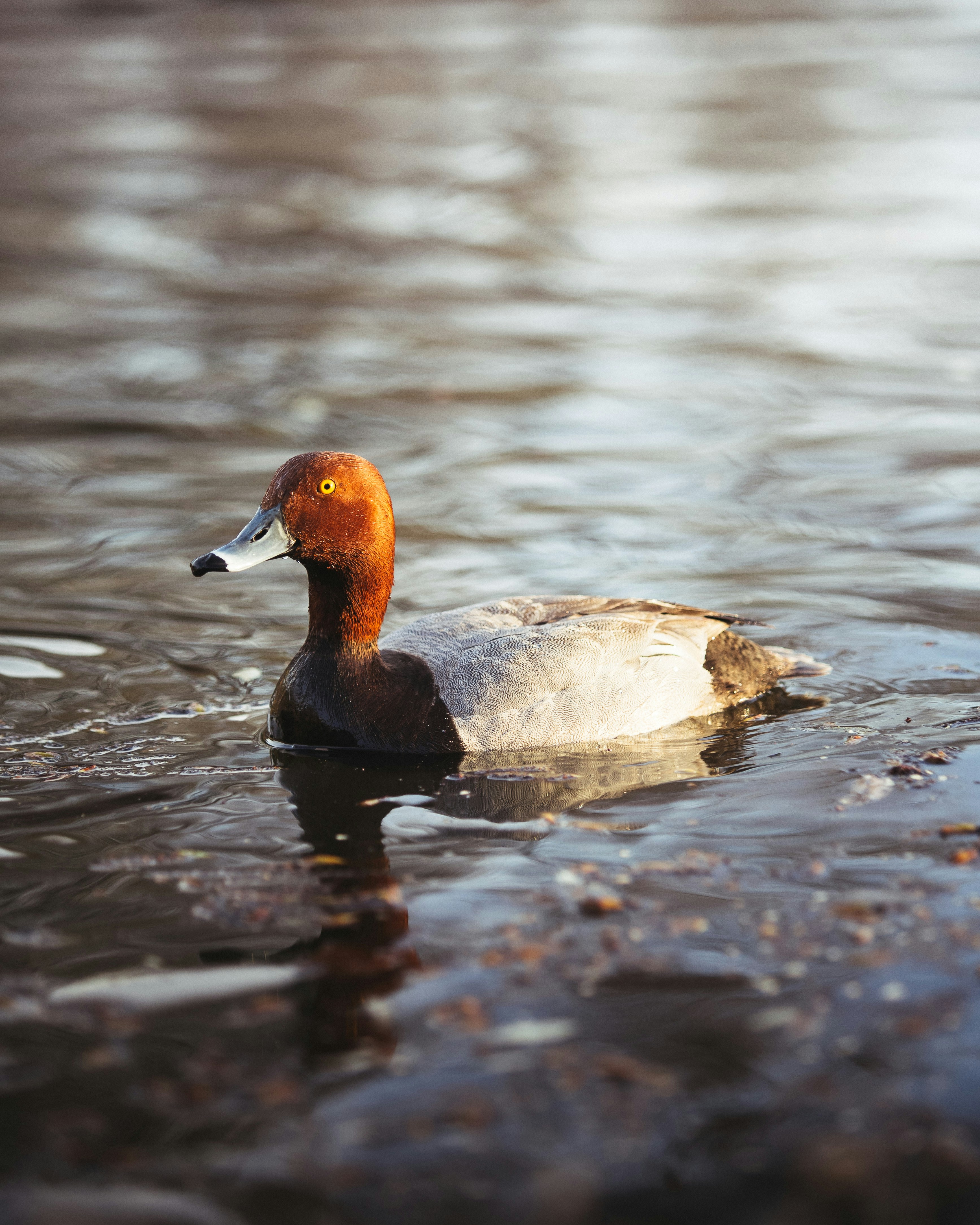 A brown-headed duck gliding gracefully across a shimmering water surface, reflecting the soft light of the environment.