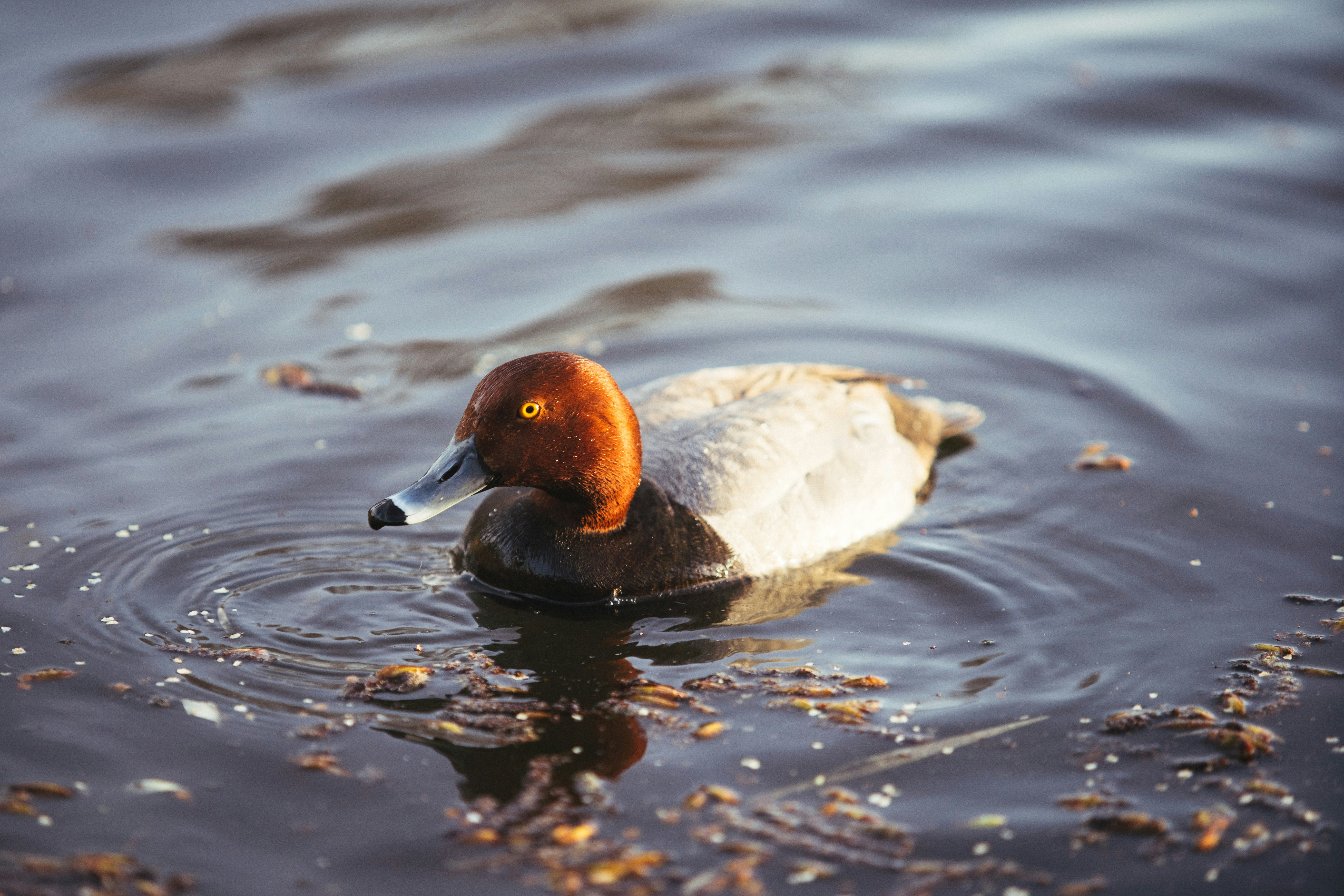 Amber-Headed Redhead Duck Skims the Quiet Pond at Golden Hour
