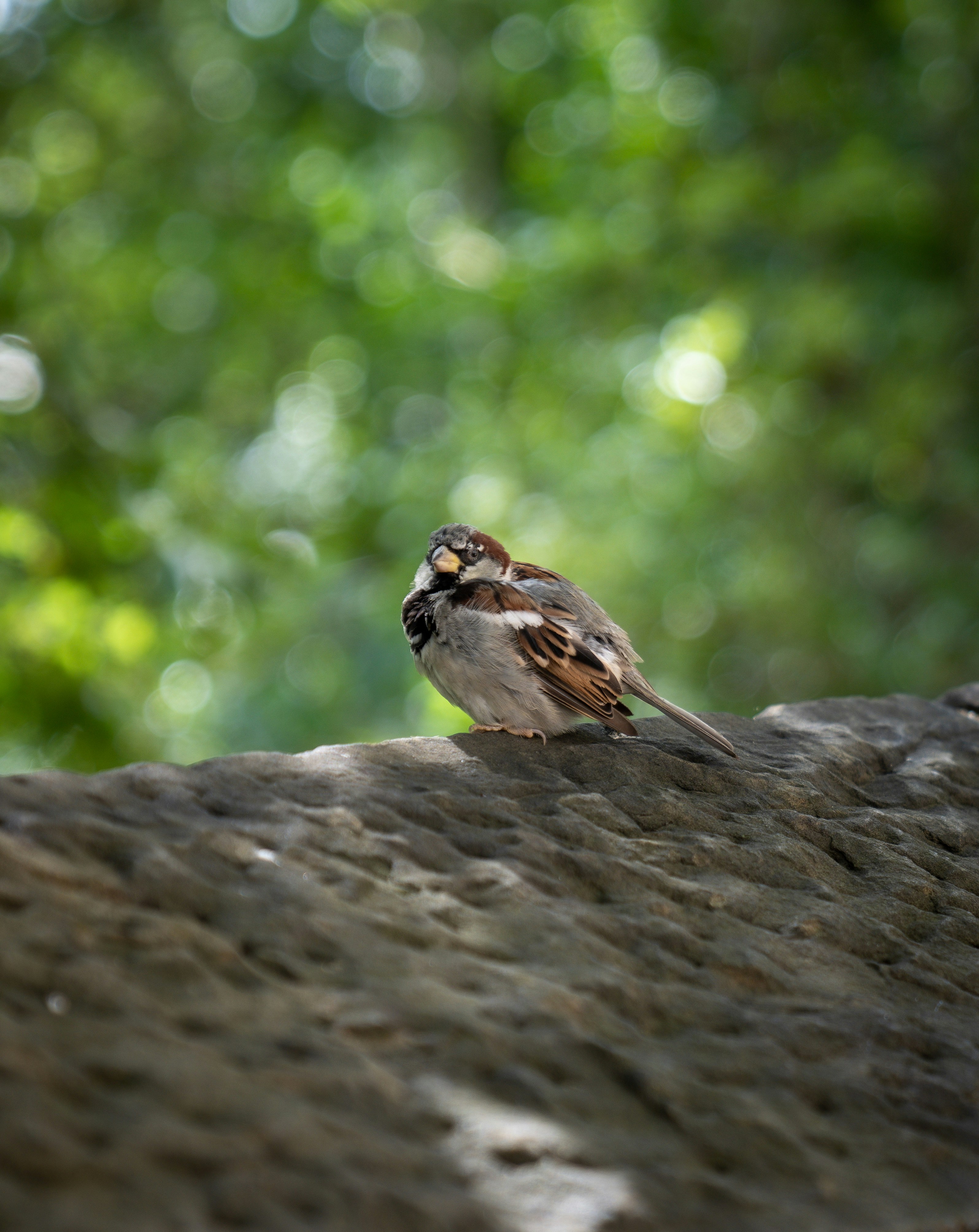 A Dainty Sparrow Perches on Time-Worn Stone Against a Velvet Green Backdrop