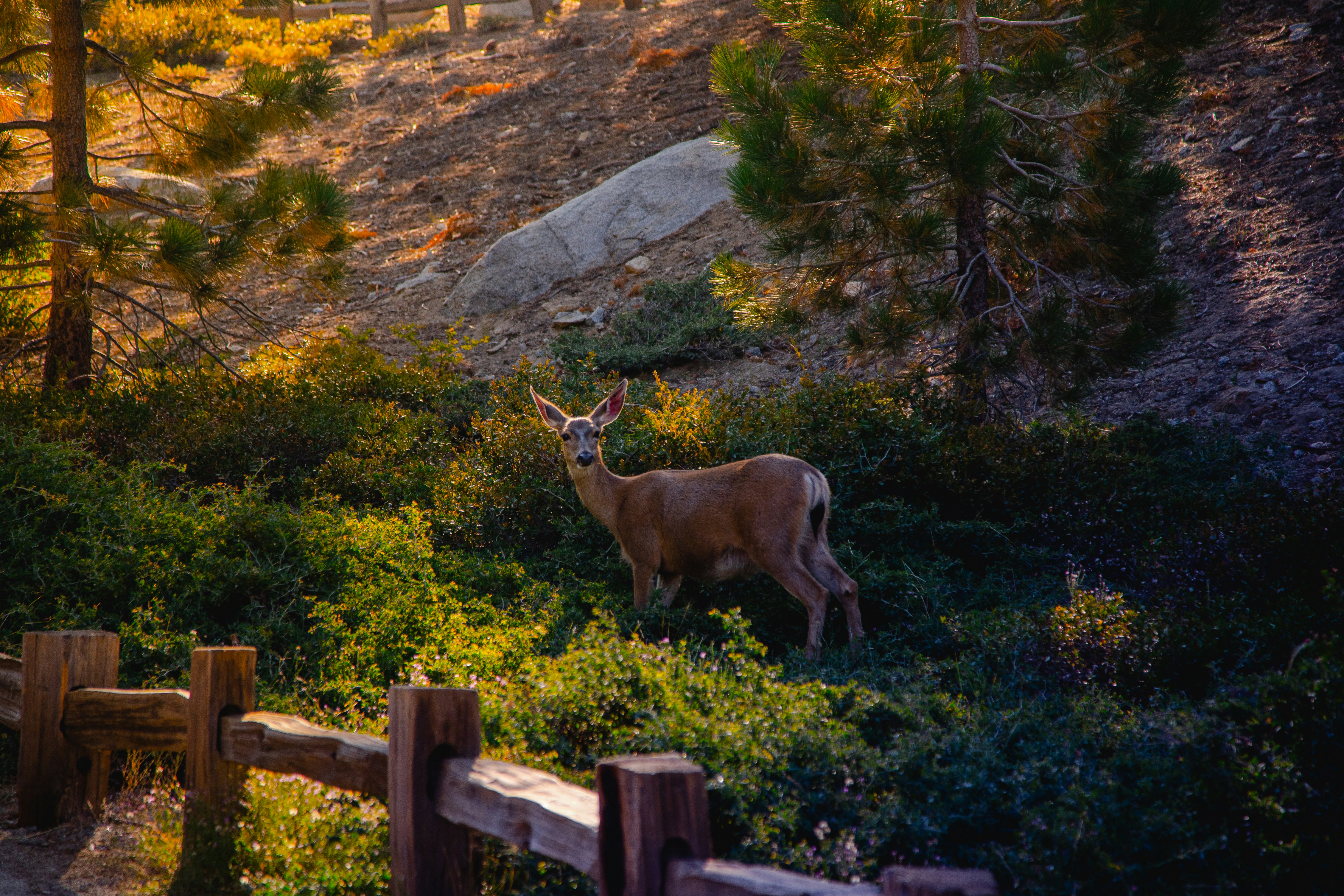 A deer stands among lush greenery, framed by a rustic wooden fence and the gentle glow of evening light.