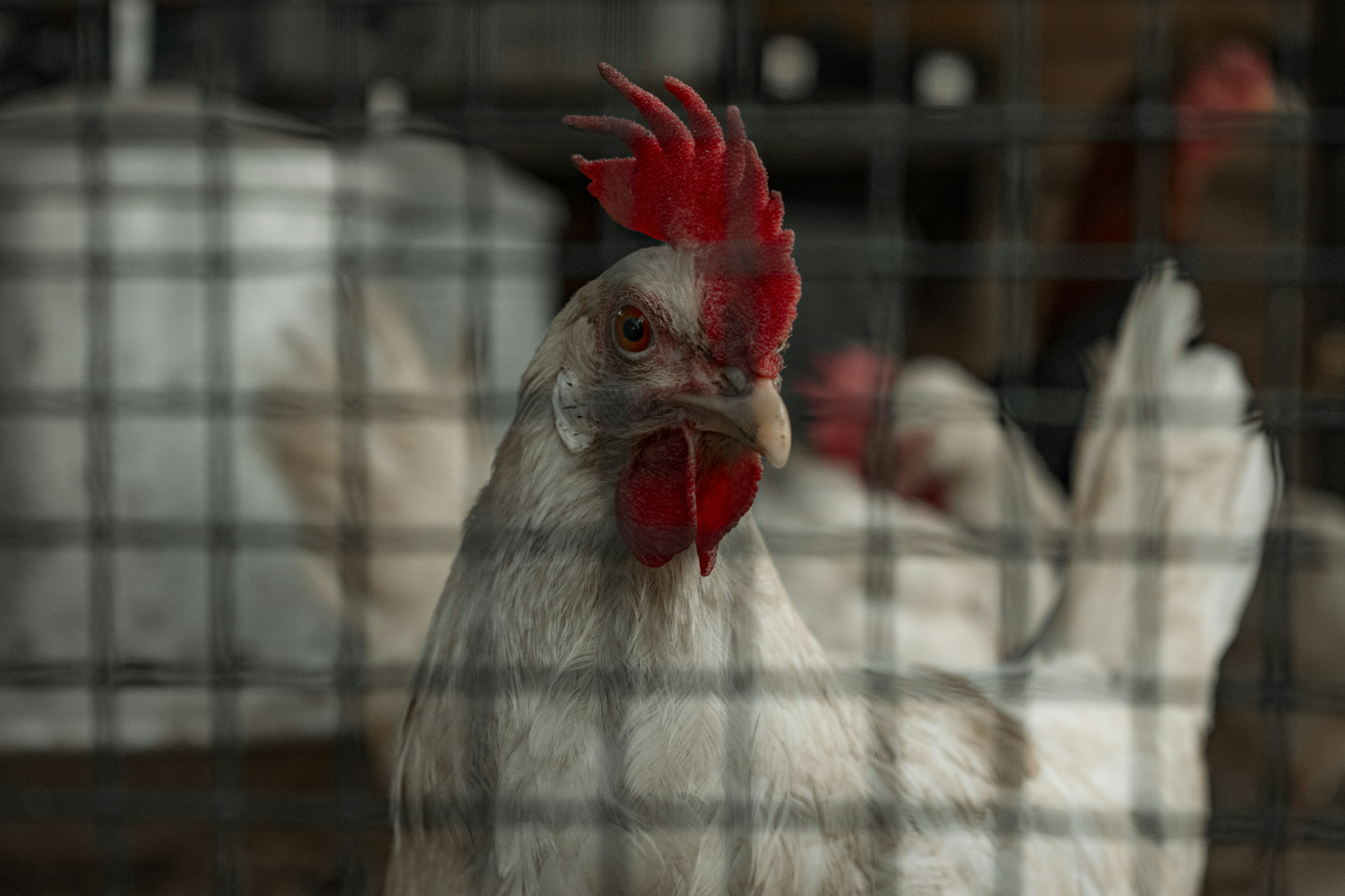 Mesh-Framed Portrait: A White Hen Under Red Crest