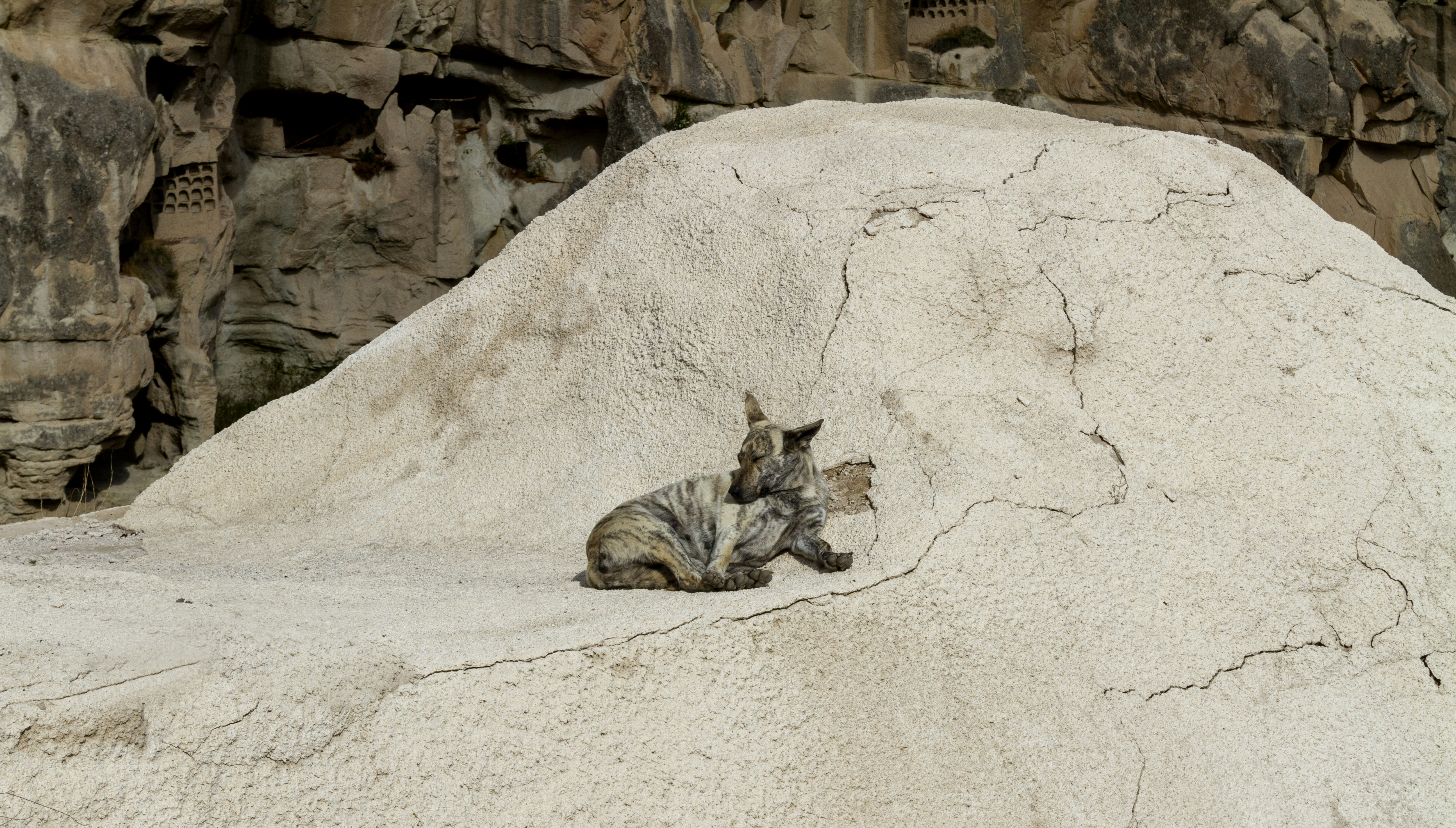 A striped wildcat resting on a textured rock surface, surrounded by rugged cliffs. The scene captures the essence of solitude in nature.