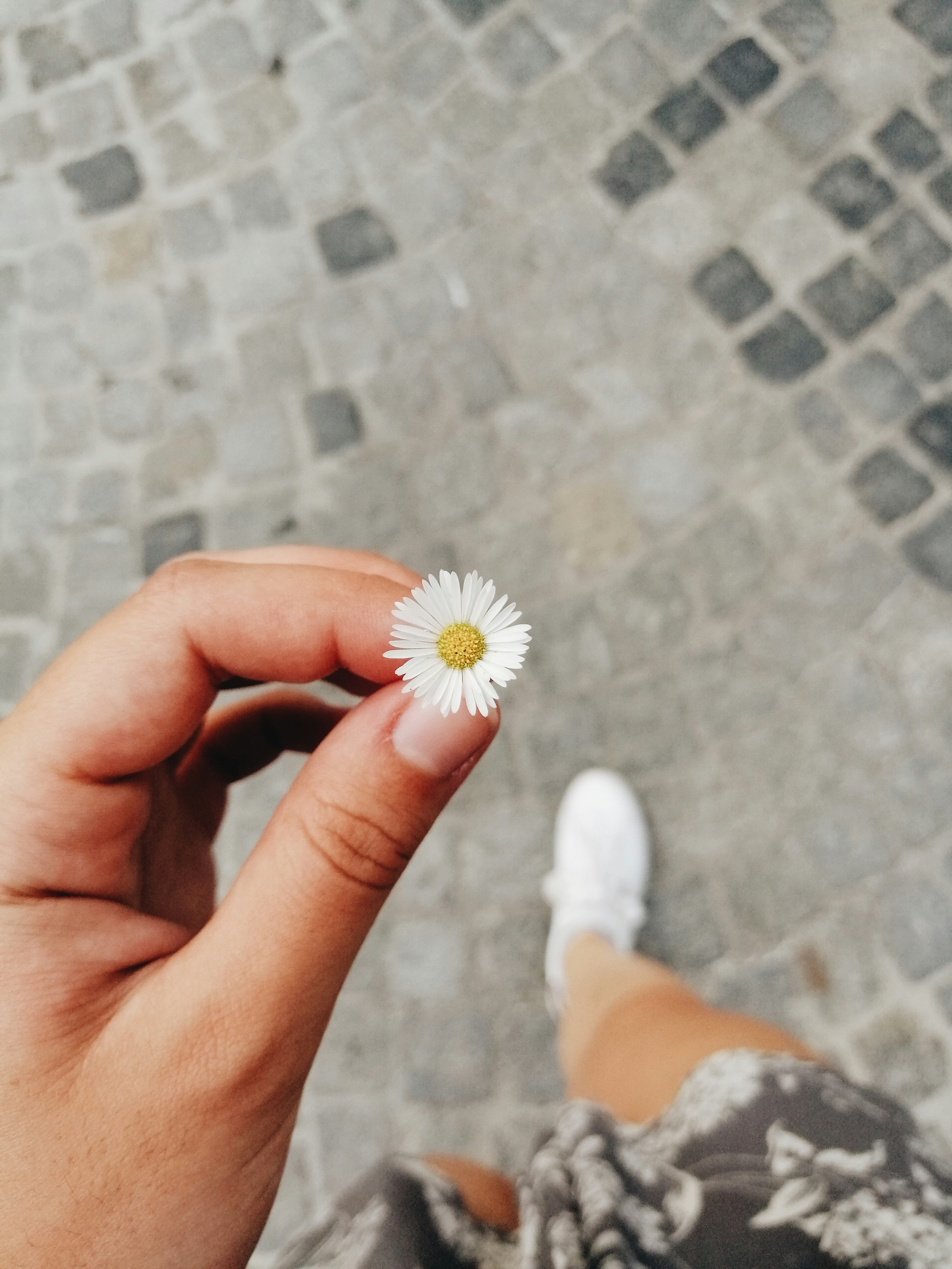 Hand holding a daisy above cobblestone pavement, with a blurred background revealing a casual outfit and white sneakers.