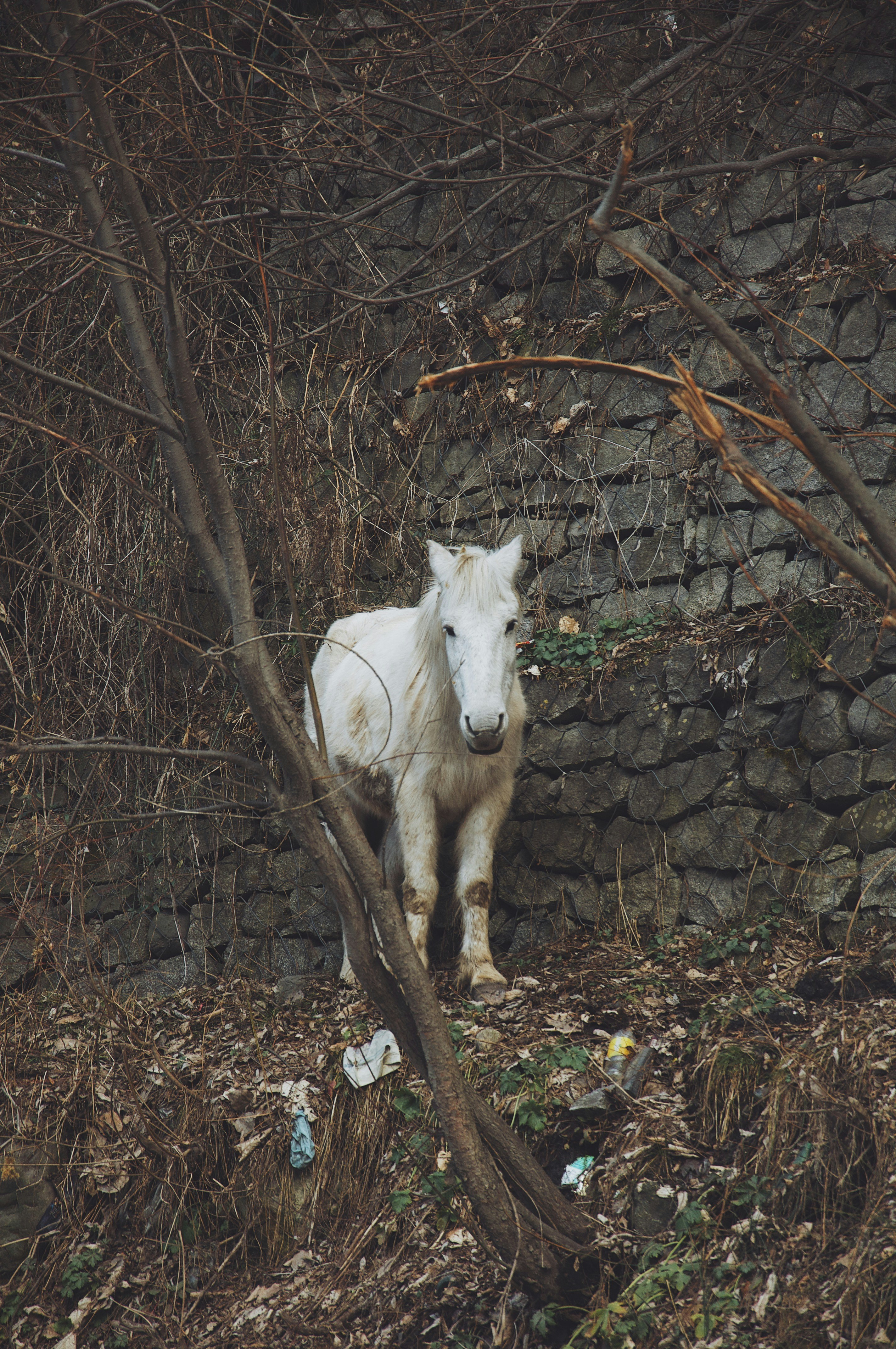 White Horse in a Quiet Alcove by a Mossy Stone Wall