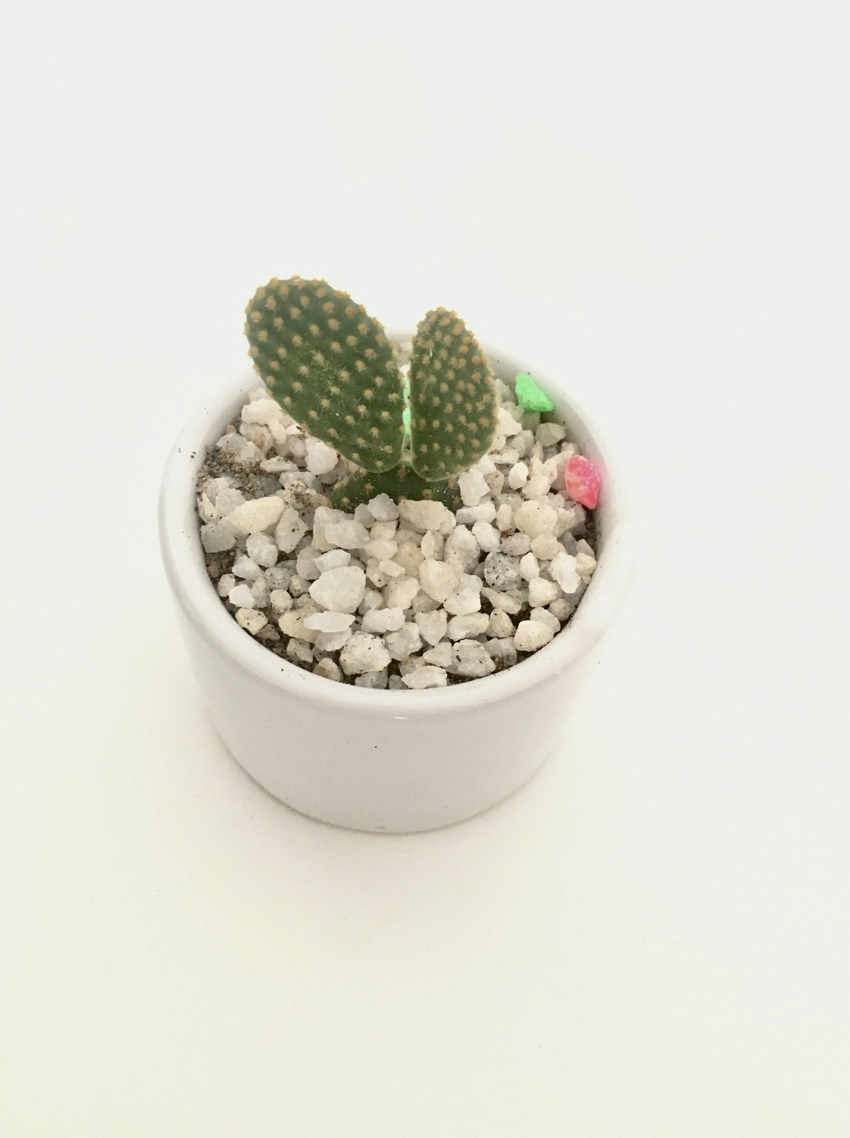 Mini Cactus in White Pebbles: a Minimal Studio Still-Life