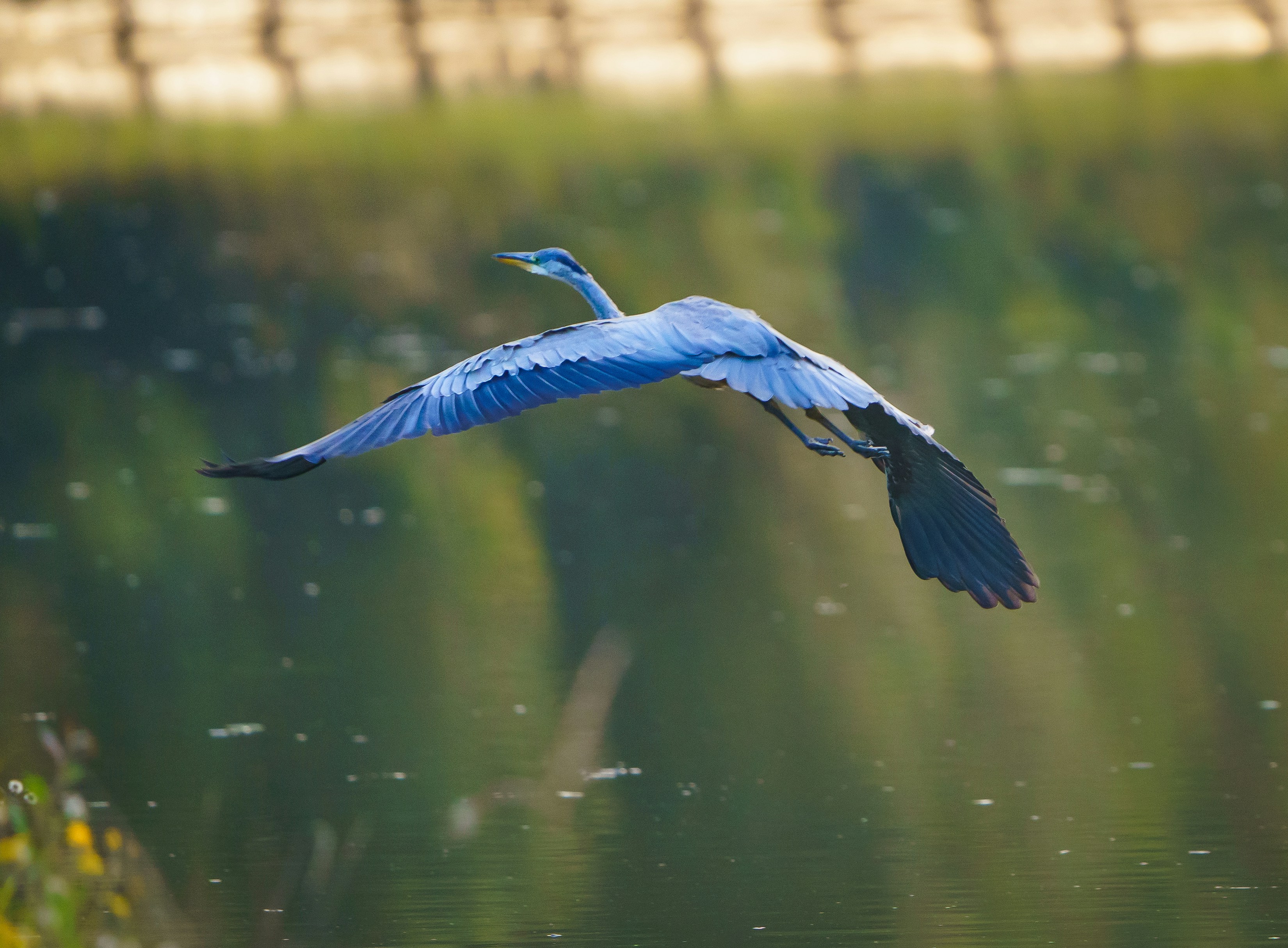Blue bird flying over the water photo – Free Bird Image on Unsplash