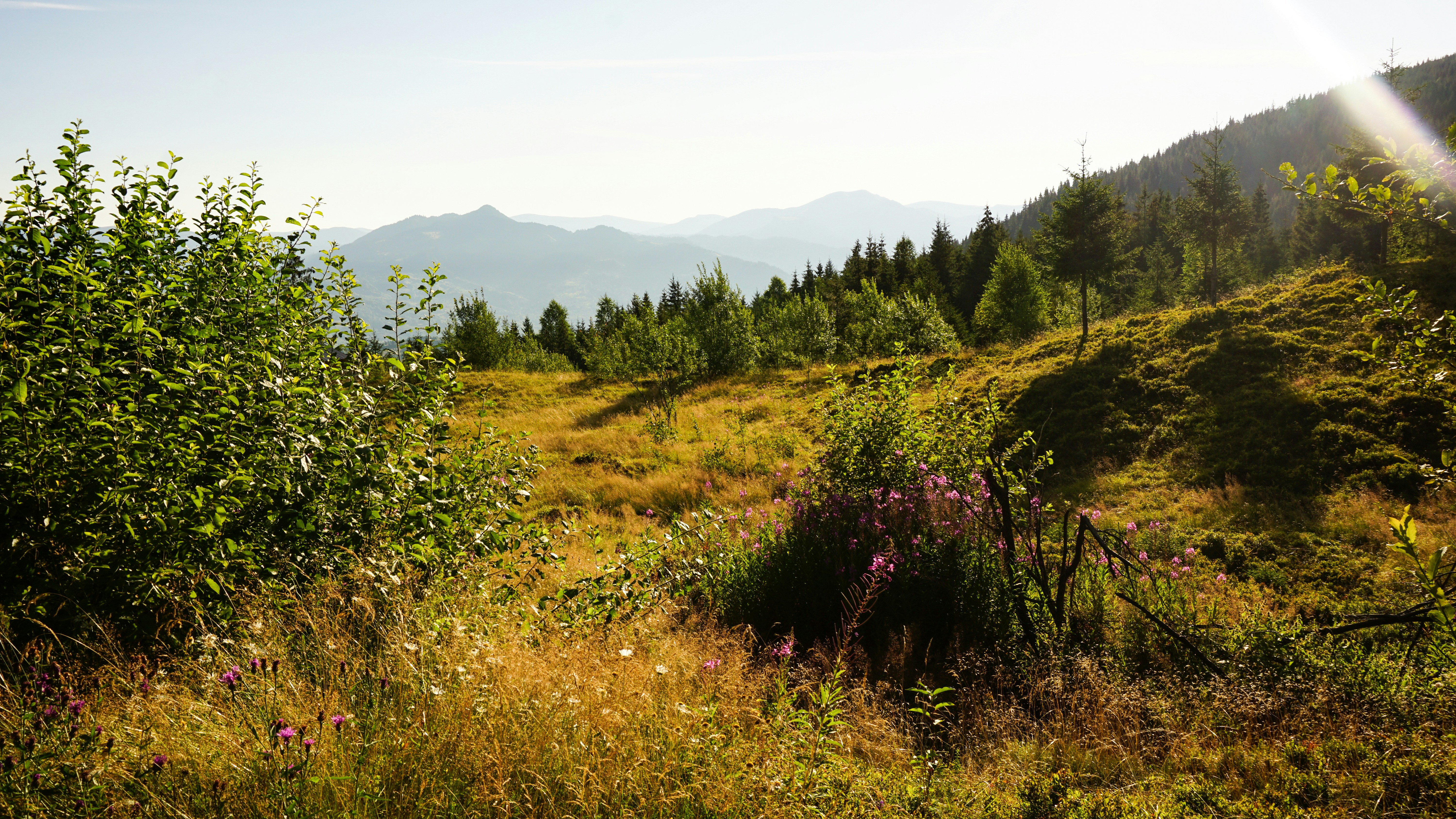 Lush meadow adorned with wildflowers, framed by distant mountains under a clear sky. The scene captures the tranquility of nature in the golden hour.