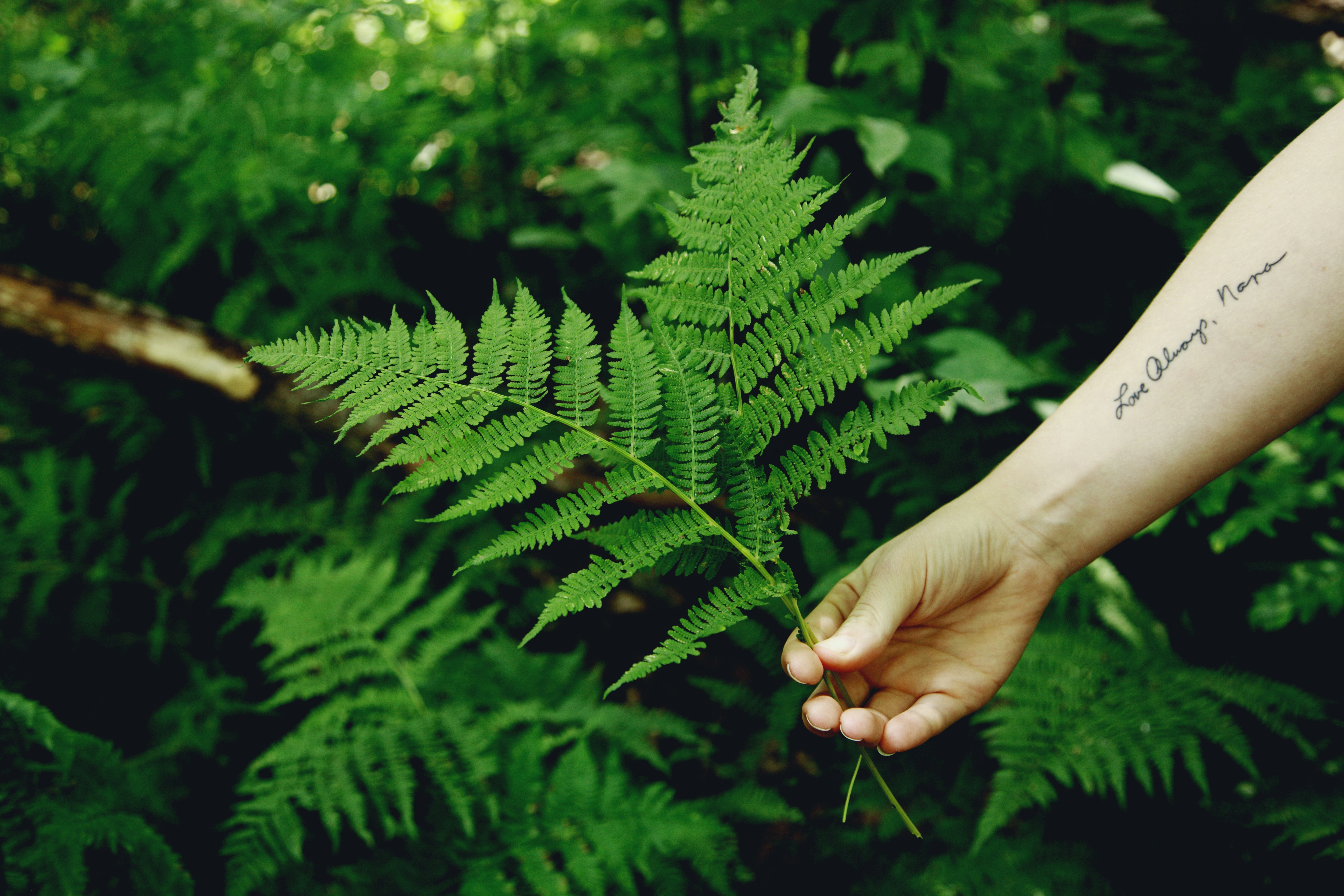 A hand delicately holds a vibrant fern amidst a lush green backdrop. The scene highlights the intricate details of the foliage.