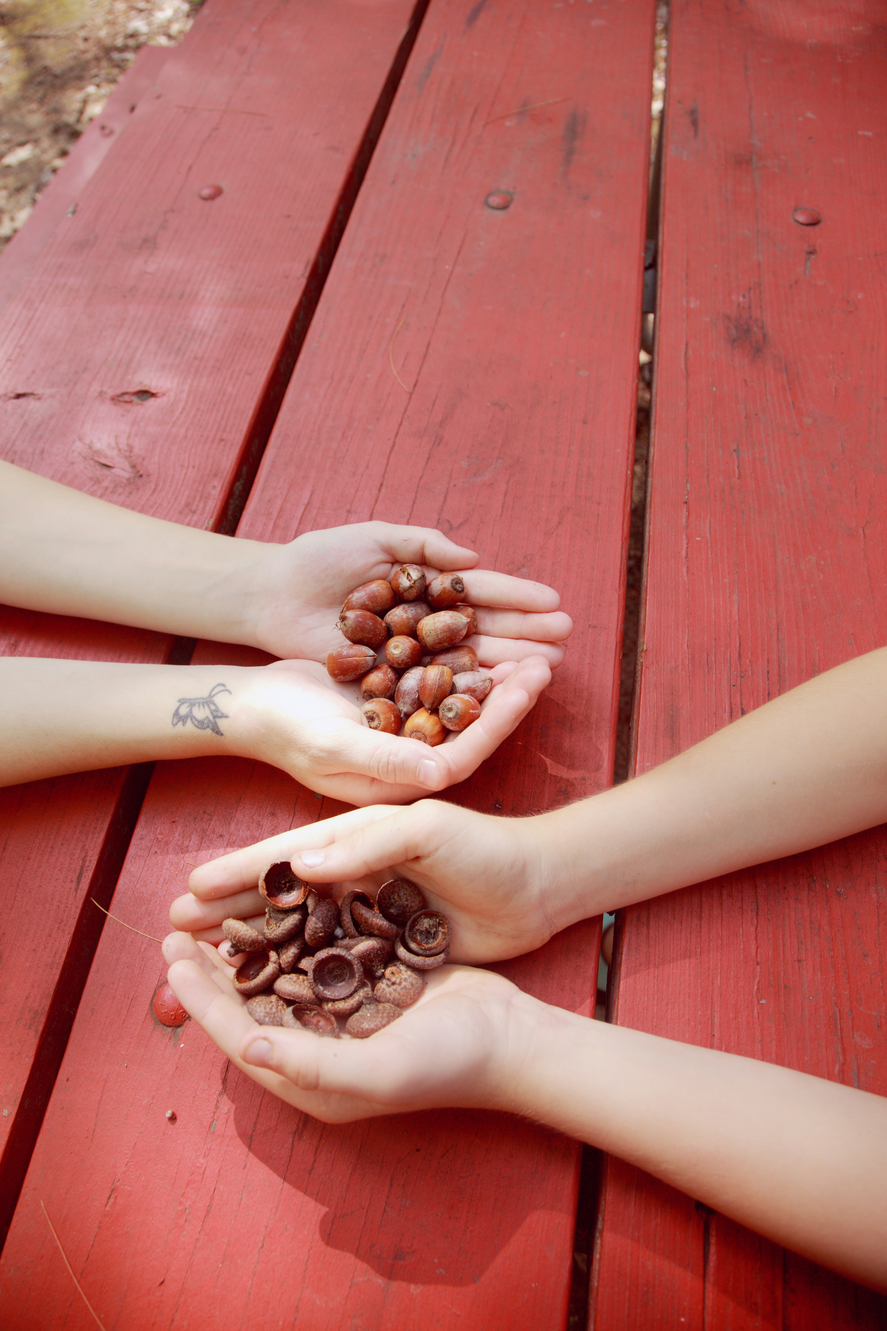 Two hands holding acorns and caps on a red picnic table, showcasing a moment of exploration and connection with nature.
