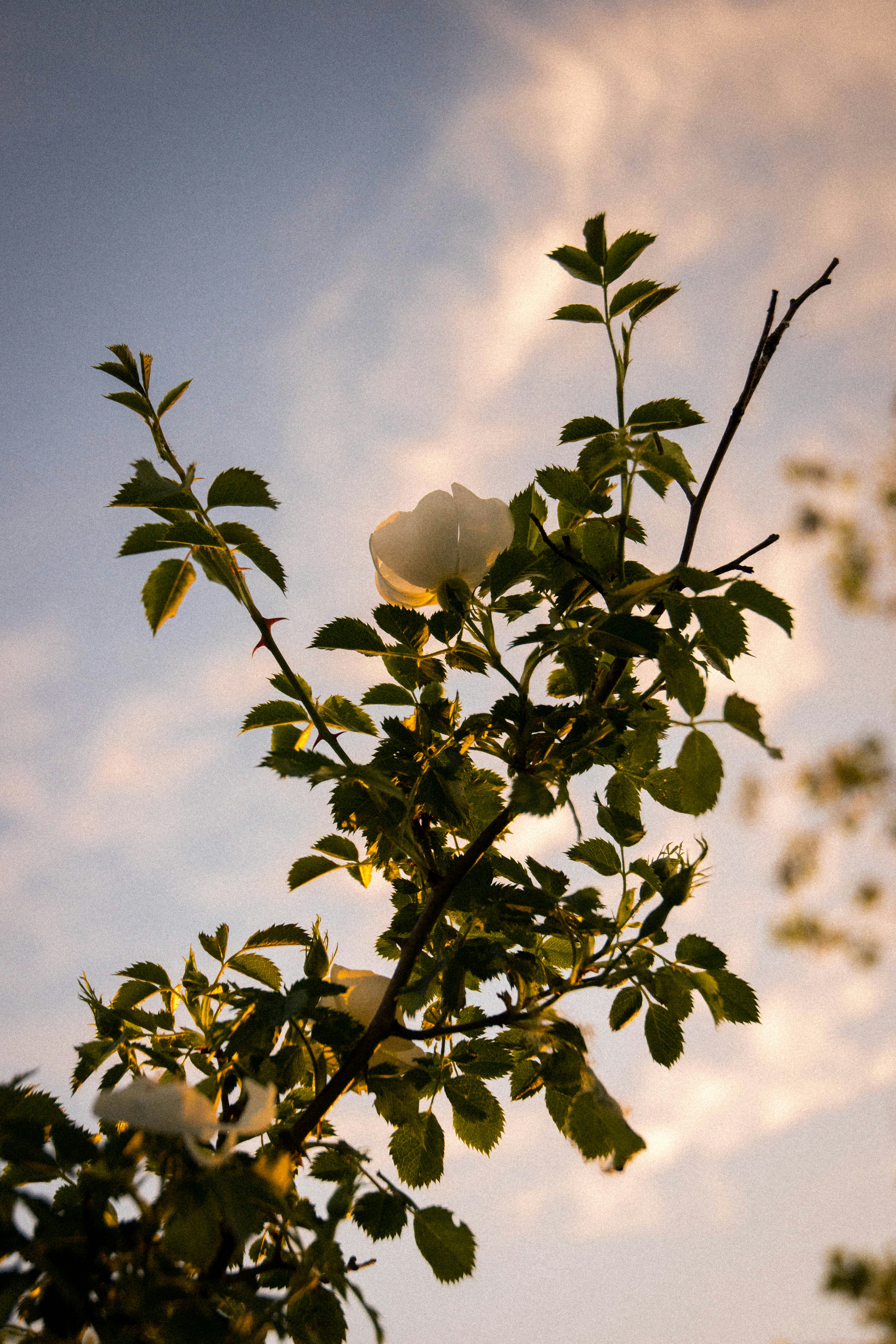 Sunlit Rosebud on a Quiet Branch Under a Golden Sky