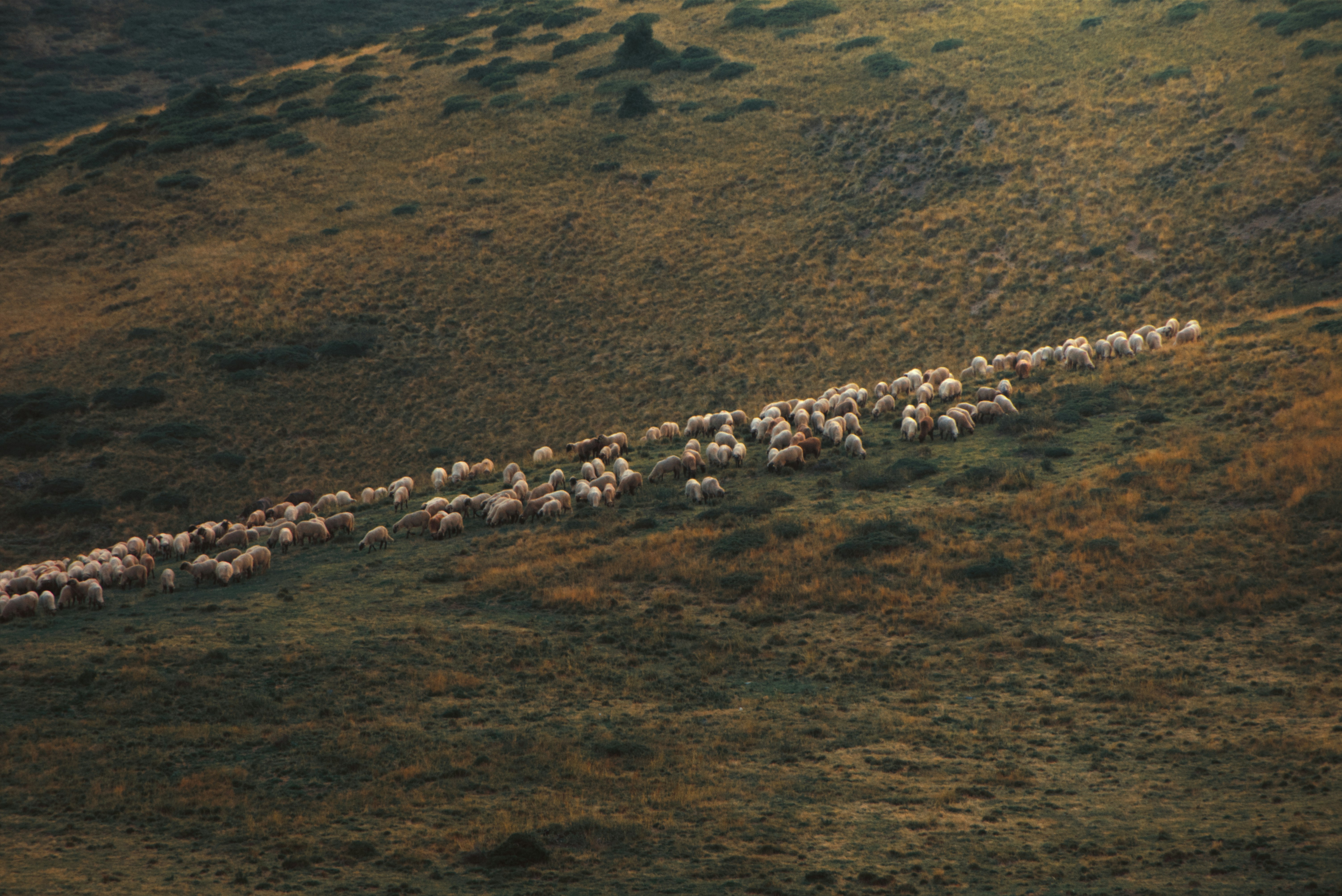 A flock of sheep traversing a gentle hillside, showcasing the harmony between nature and livestock. The warm hues of the landscape complement the woolly figures moving in unison.