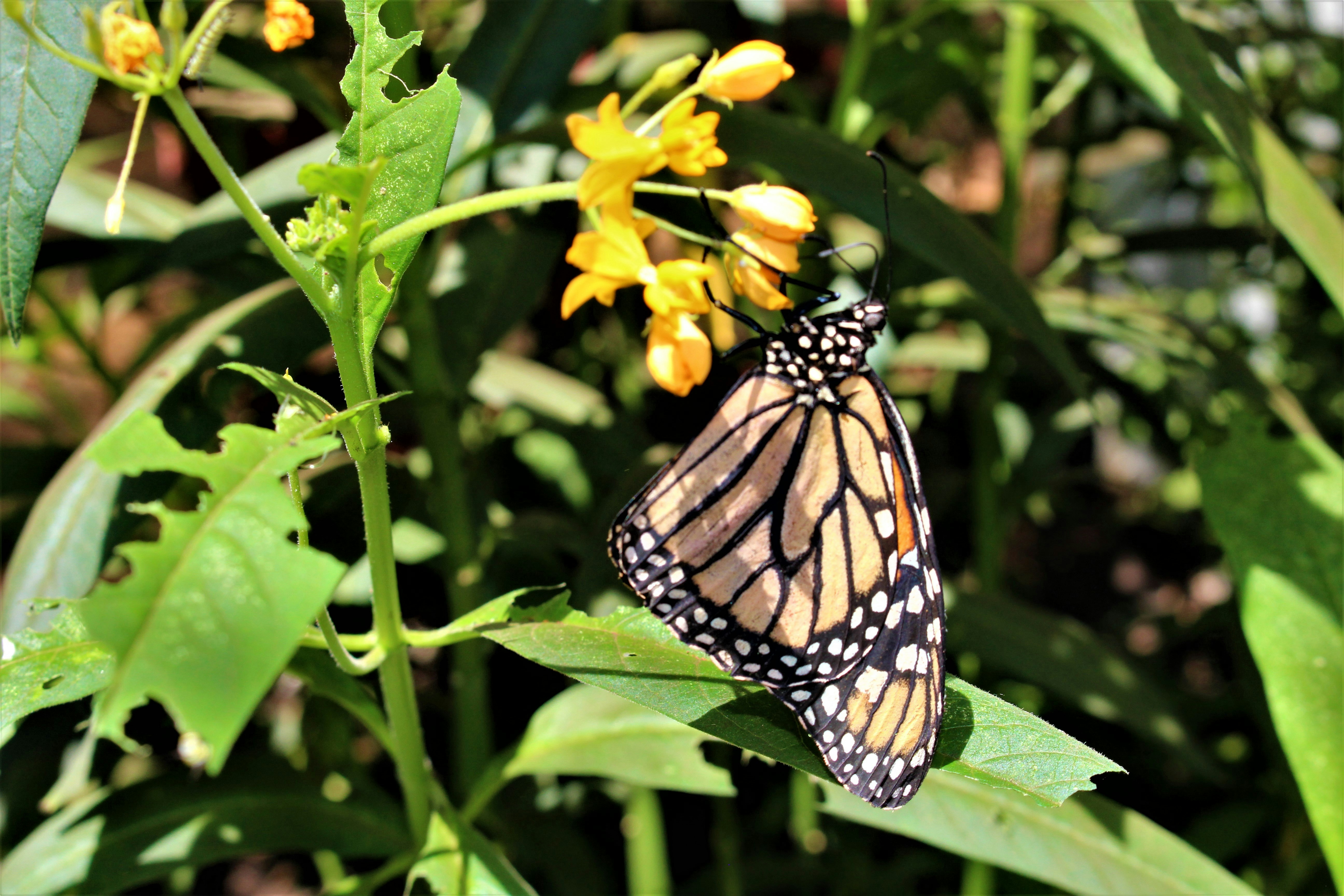 Monarch butterfly on yellow flower in the butterfly house in the Elizabethan Gardens in Manteo, NC, USA.