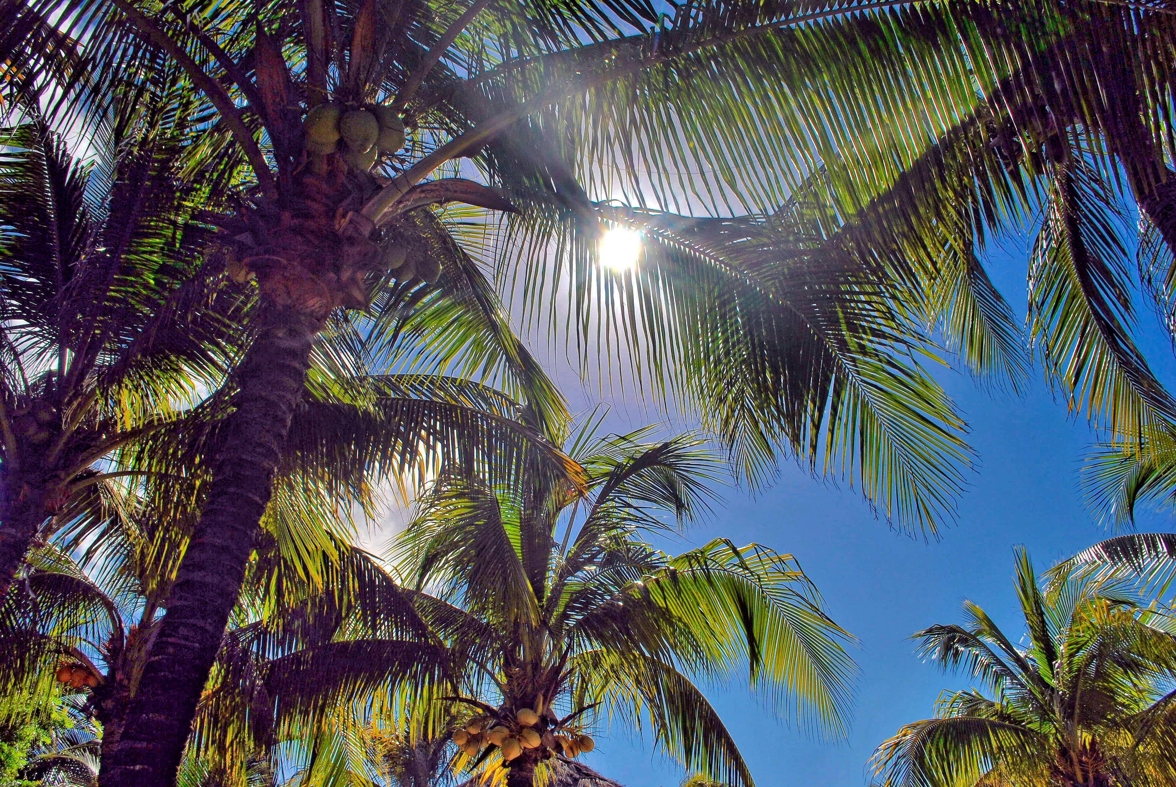 Sunlight filtering through vibrant palm fronds against a clear blue sky.