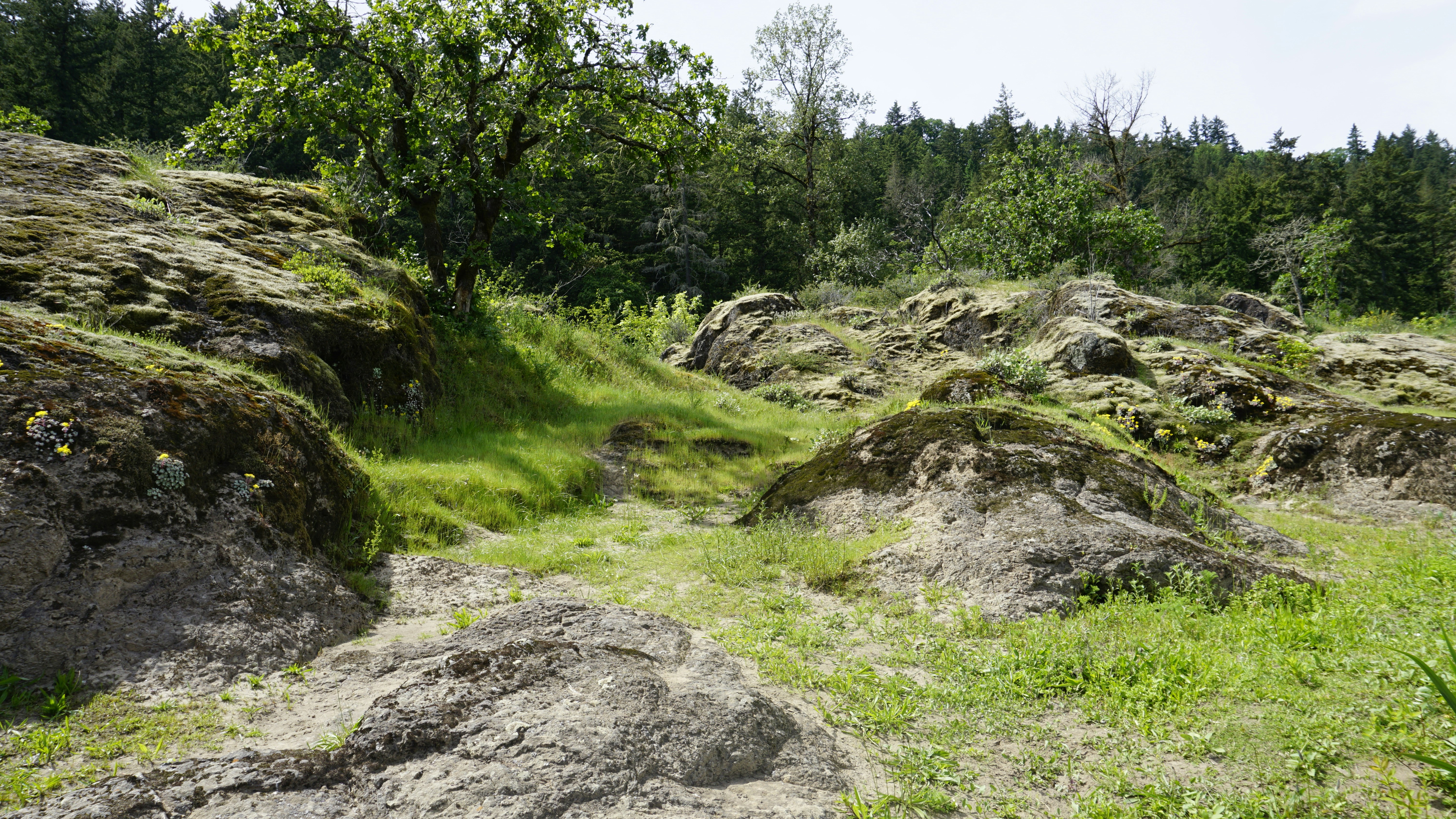 Sunlit Roughness: Mossy Rocks and Emerald Path