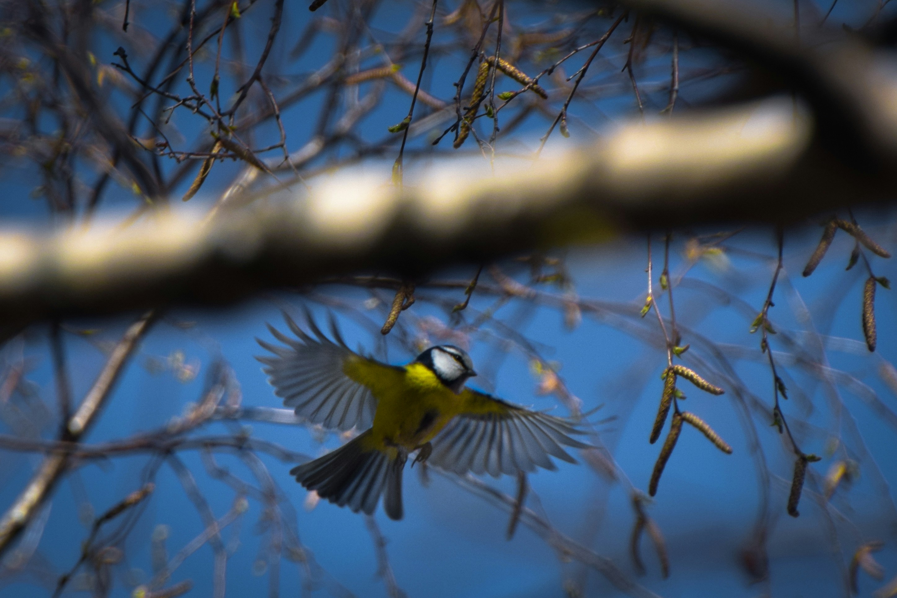 A small yellow bird with wings spread flies.