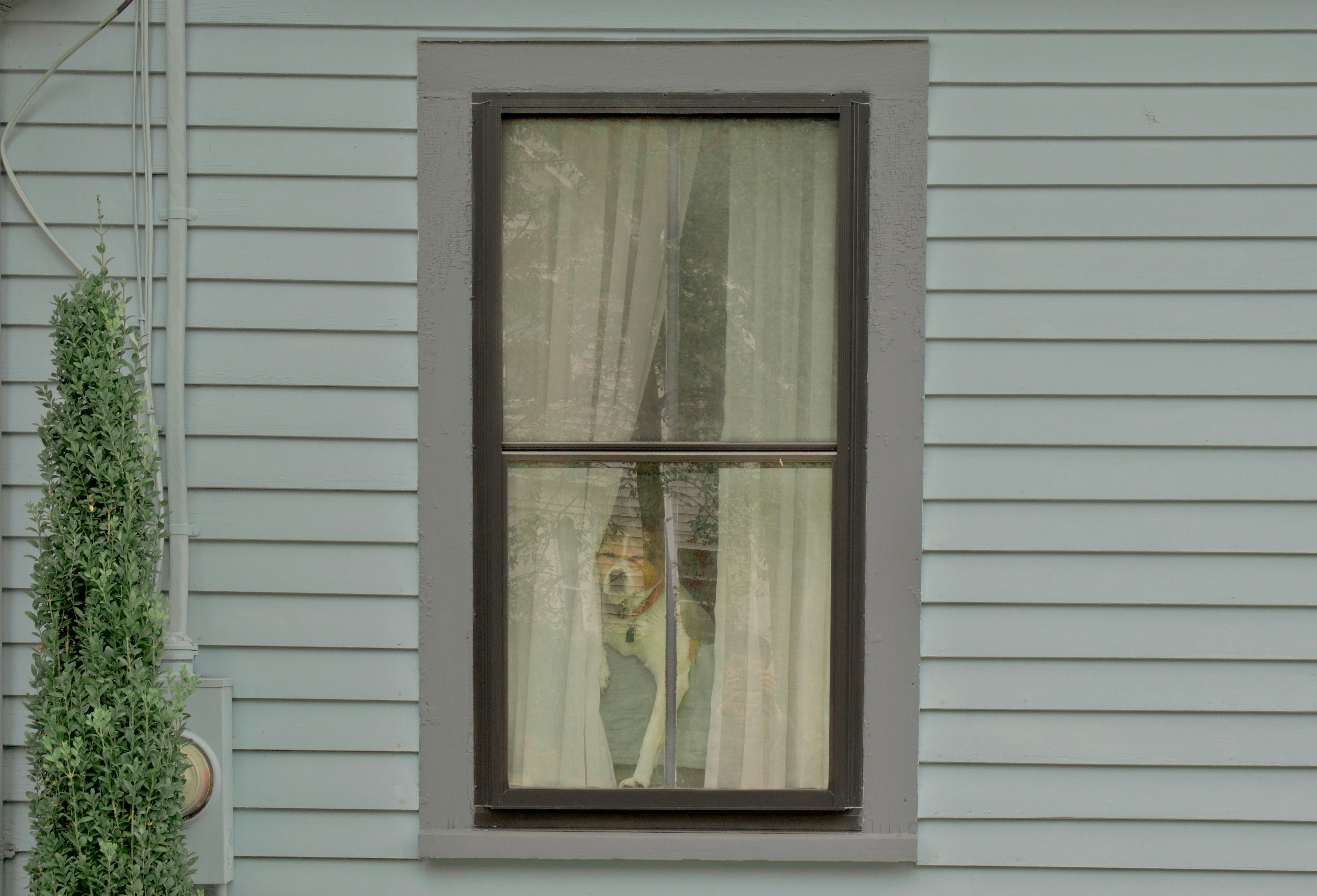 A dog peering through sheer curtains in a quaint window, framed by a soft-colored exterior wall. The scene captures a moment of curiosity and solitude.