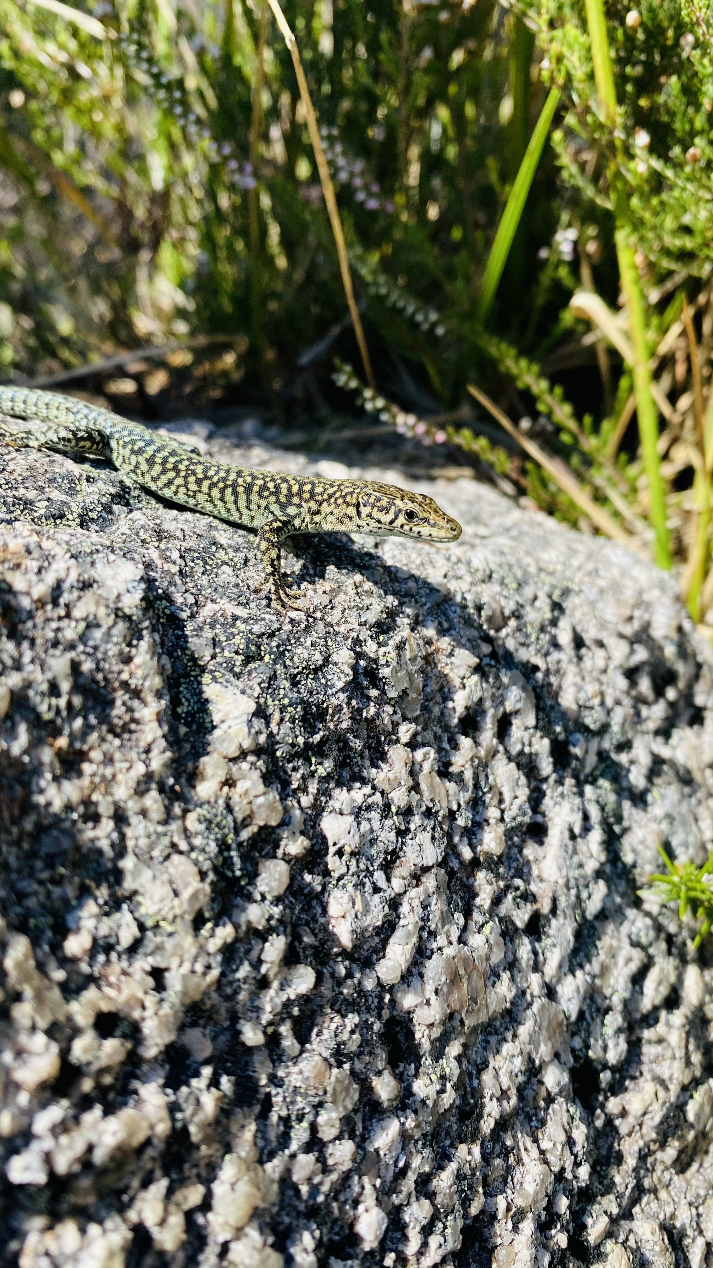 Rocklizard in Focus: Sunlit Scales and Mossy Canvas